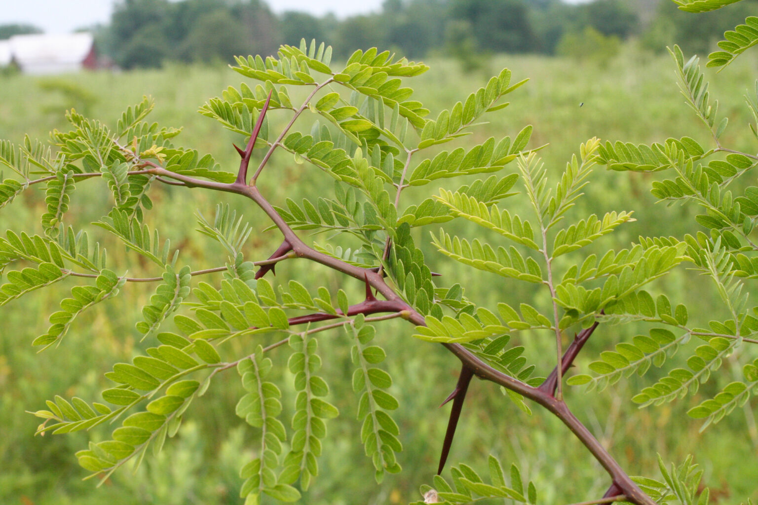 honeylocust – Woody Plants of Ohio