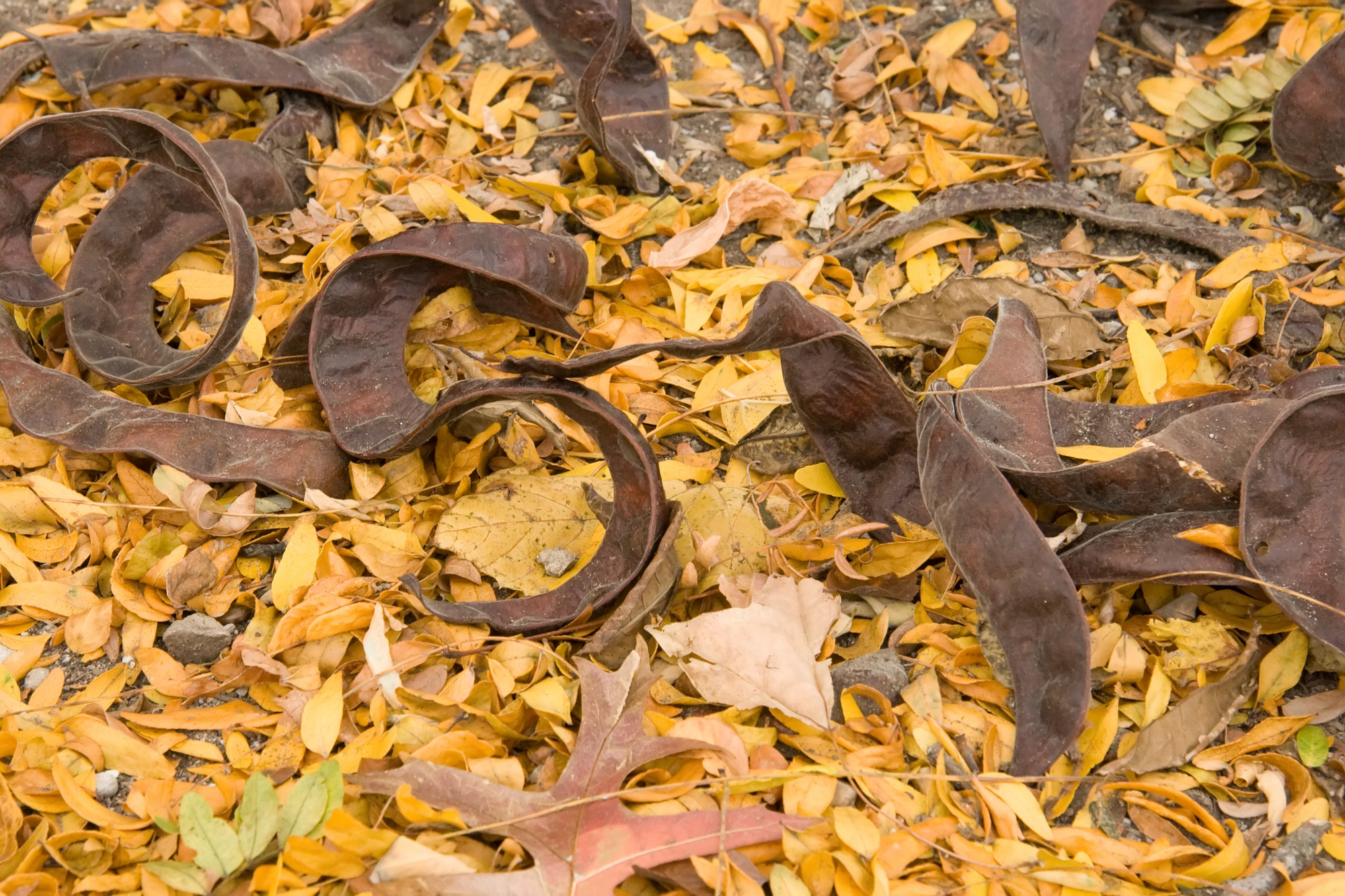 honeylocust – Woody Plants of Ohio