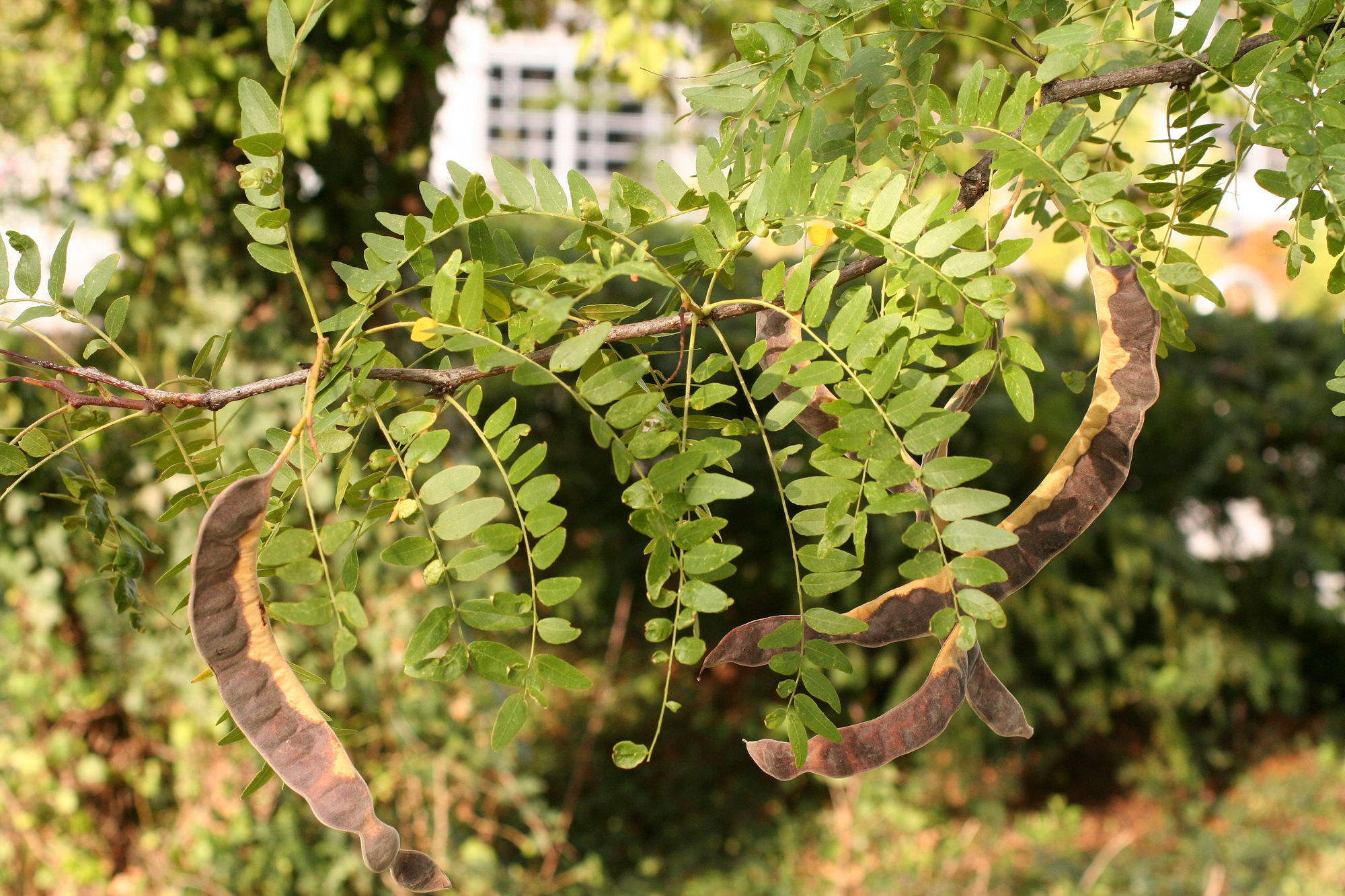honeylocust – Woody Plants of Ohio
