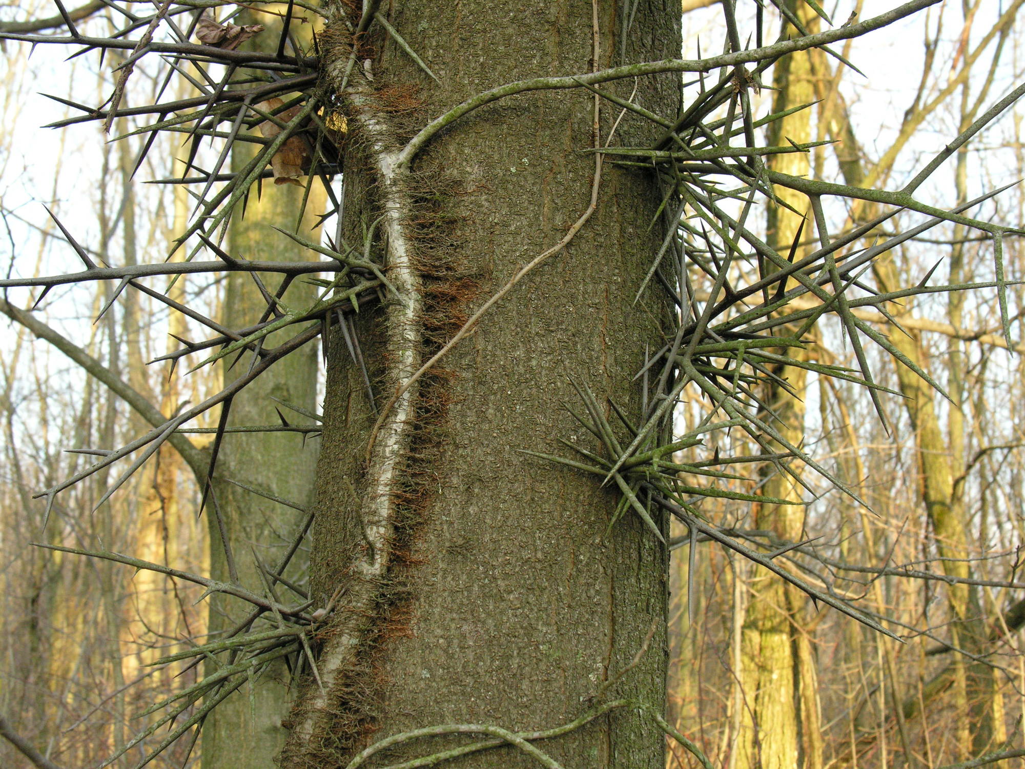 honeylocust – Woody Plants of Ohio