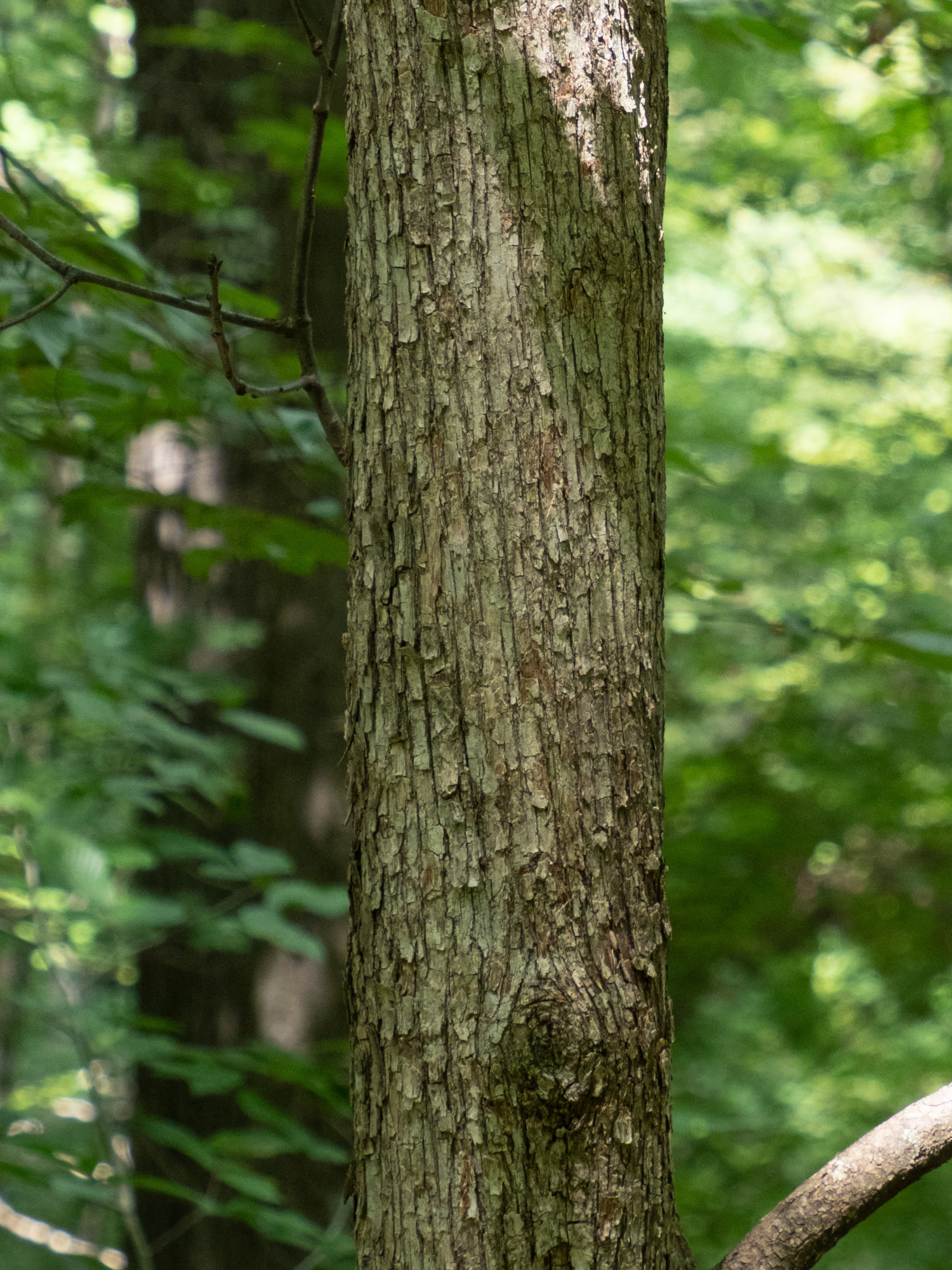 eastern hophornbeam – Woody Plants of Ohio