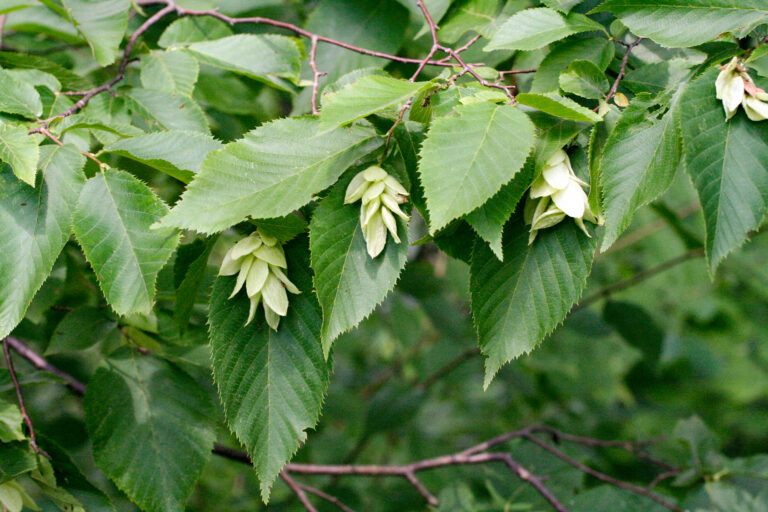 eastern hophornbeam – Woody Plants of Ohio