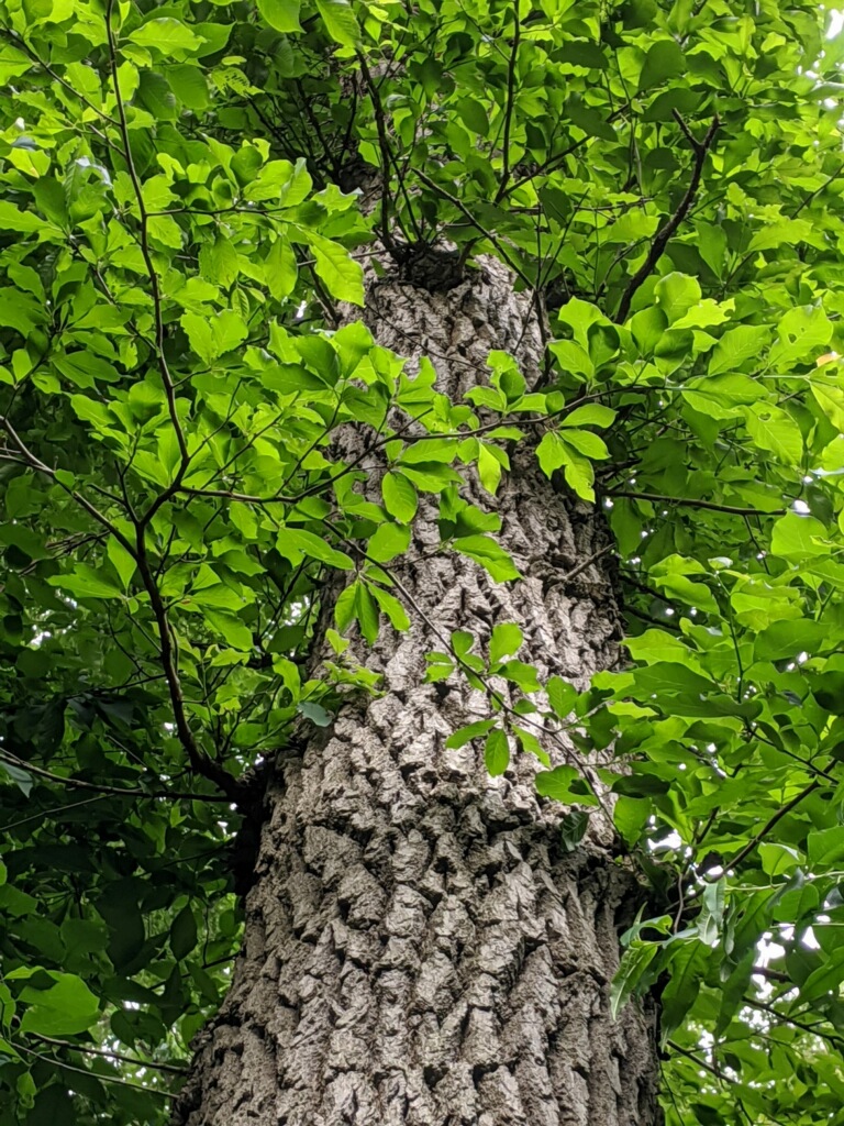 black gum – Woody Plants of Ohio
