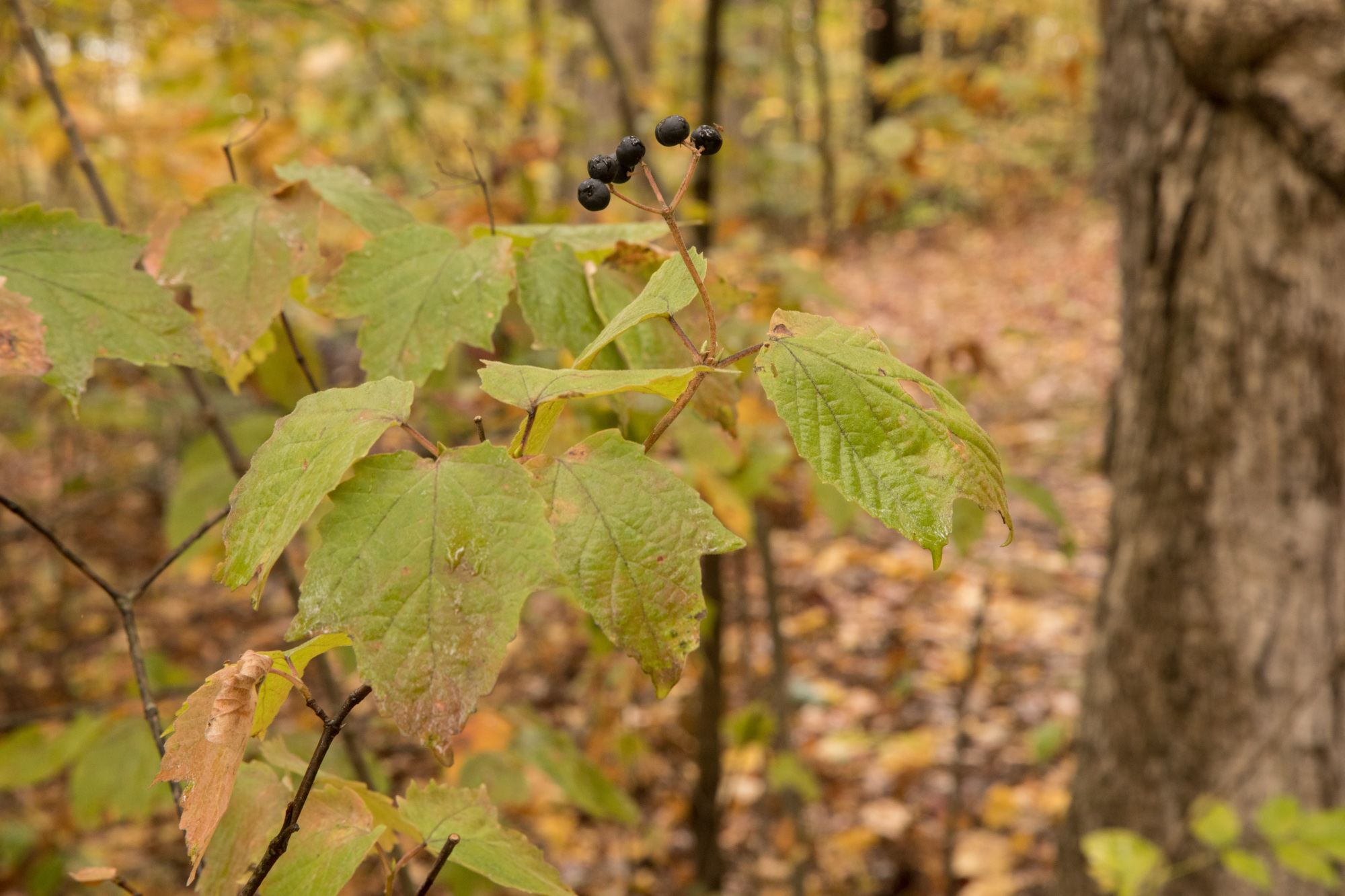 maple-leaf viburnum – Woody Plants of Ohio