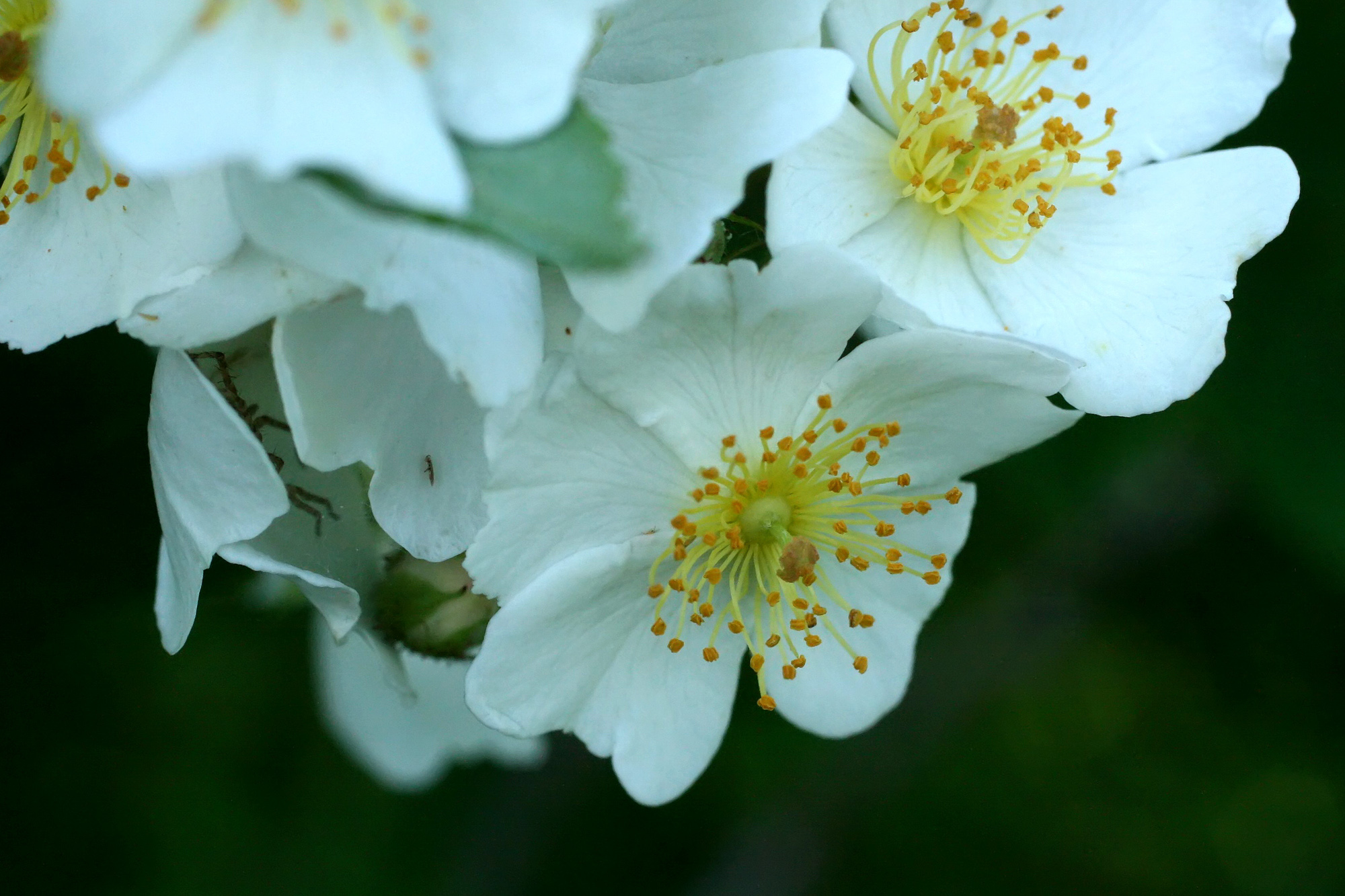 multiflora rose – Woody Plants of Ohio