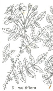 multiflora rose – Woody Plants of Ohio