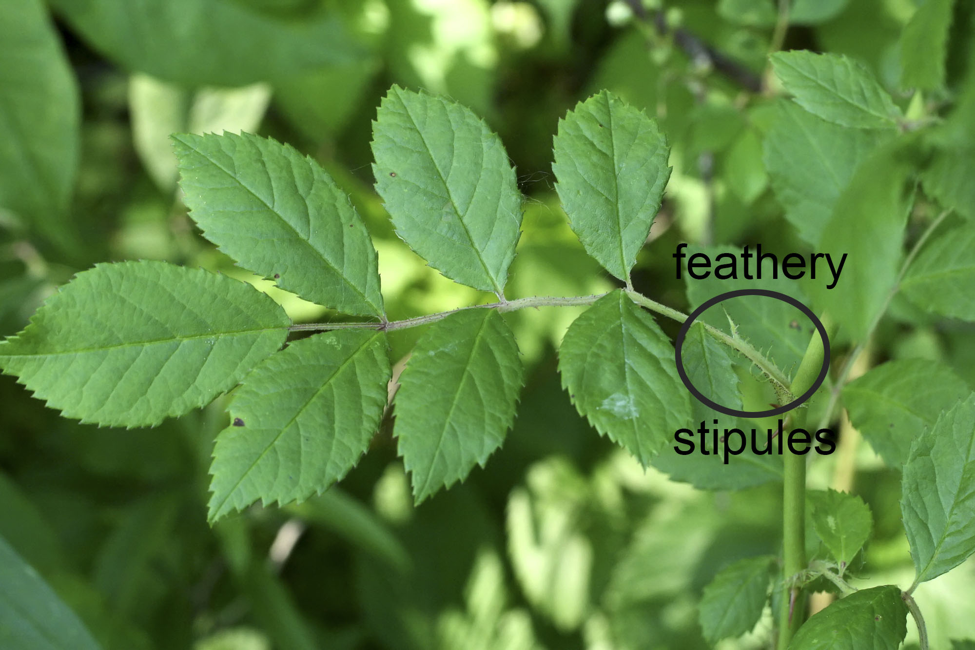 multiflora rose – Woody Plants of Ohio