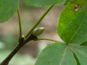 pignut hickory – Woody Plants of Ohio