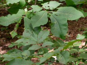 pignut hickory – Woody Plants of Ohio