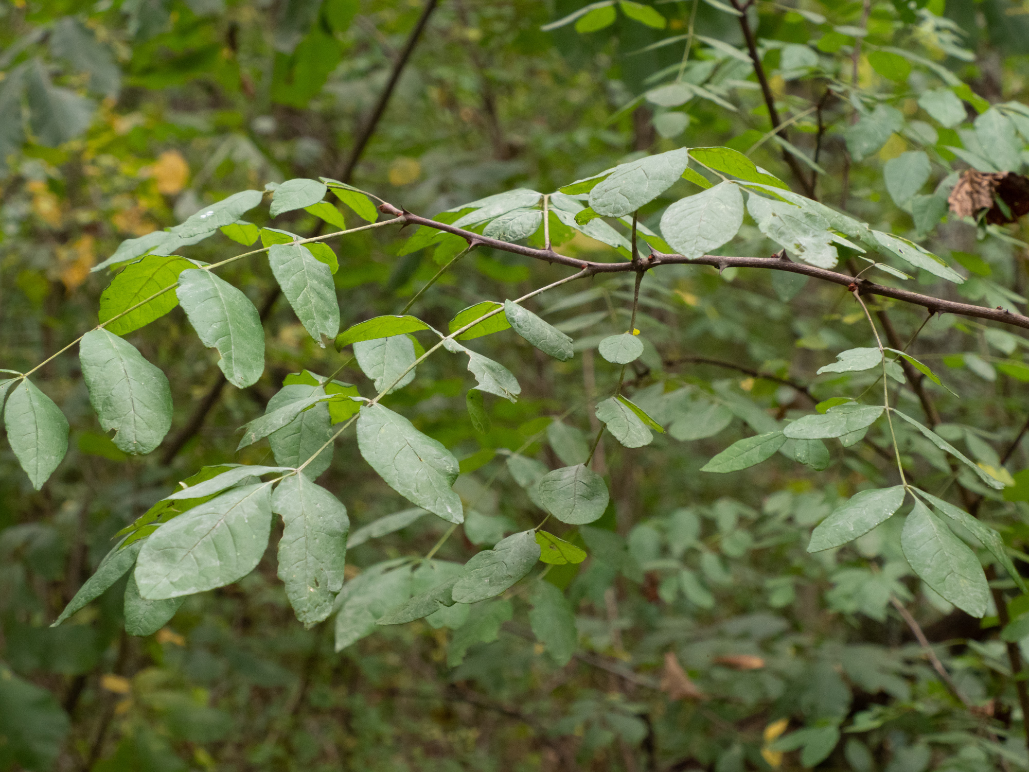 Common Prickly ash Woody Plants Of Ohio Common Prickly ash Woody Plants Of Ohio