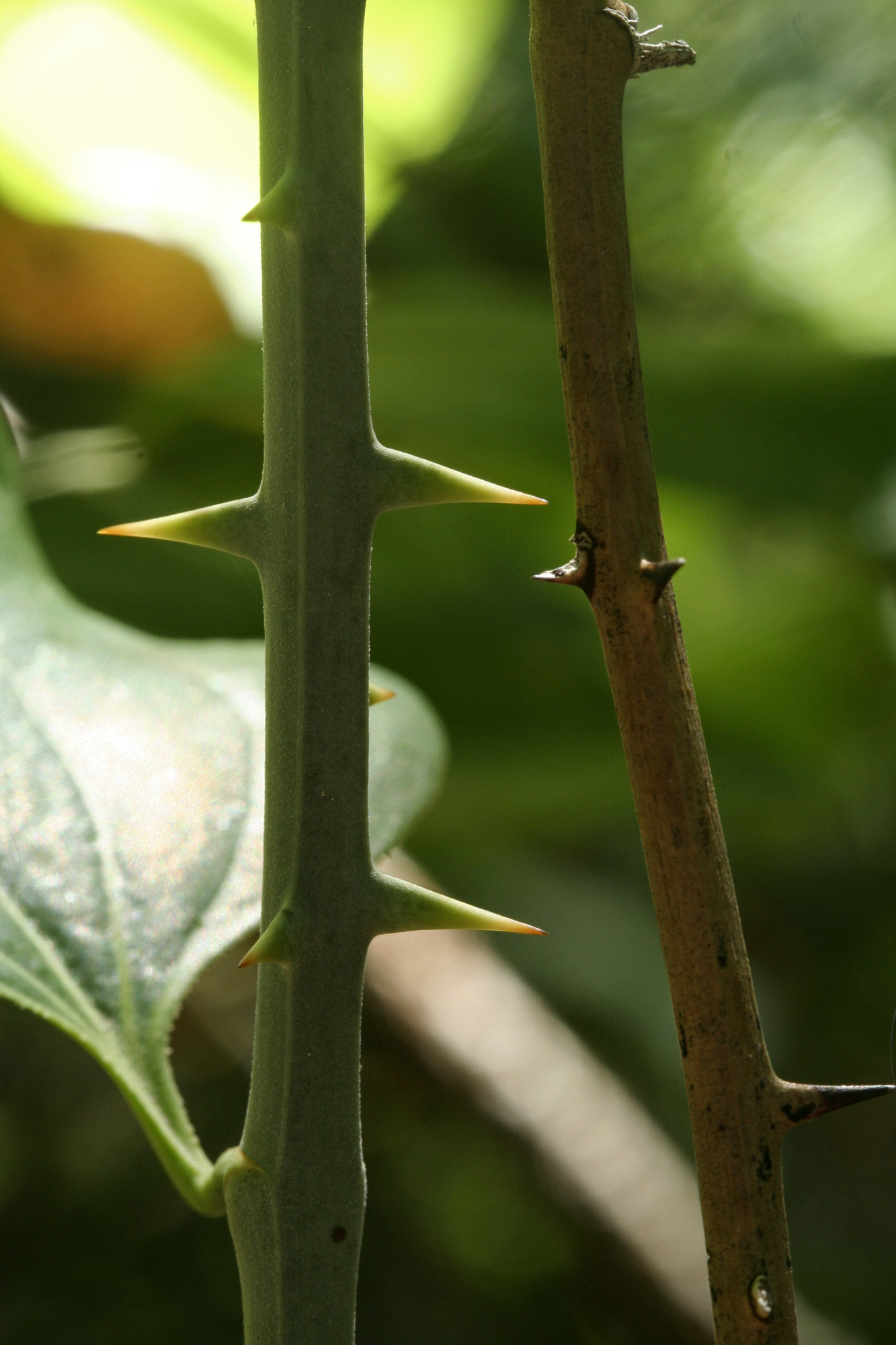 greenbrier spp. – Woody Plants of Ohio