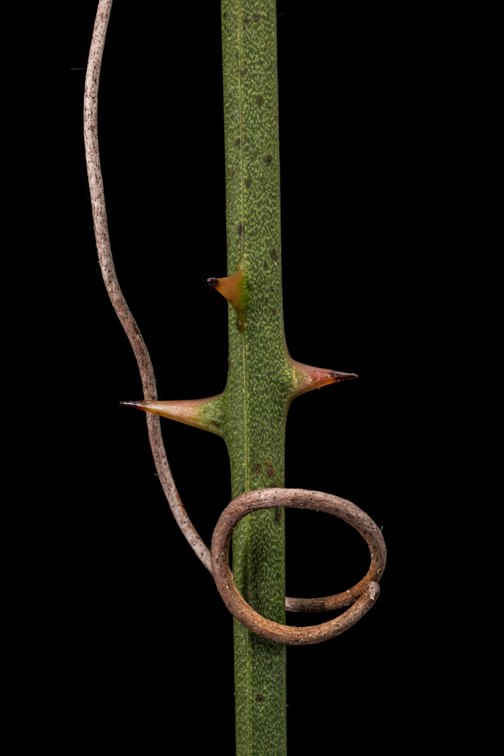 greenbrier spp. – Woody Plants of Ohio