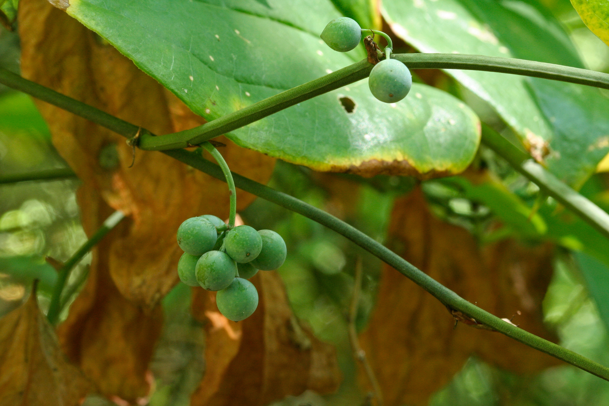 greenbrier spp. – Woody Plants of Ohio