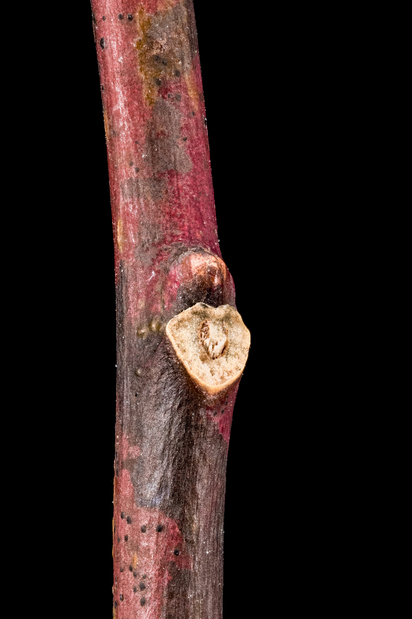 sourwood – Woody Plants of Ohio