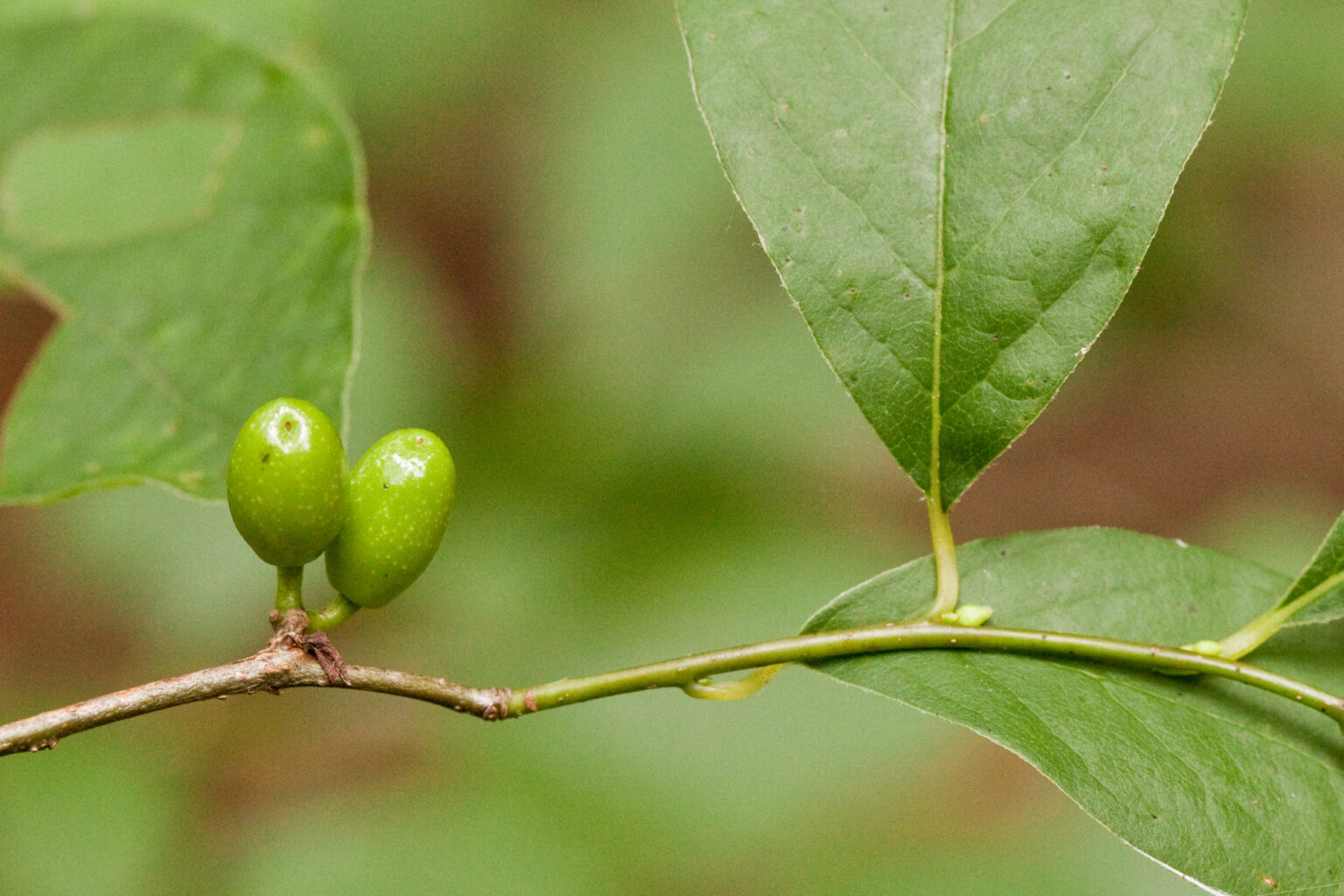 spicebush – Woody Plants of Ohio