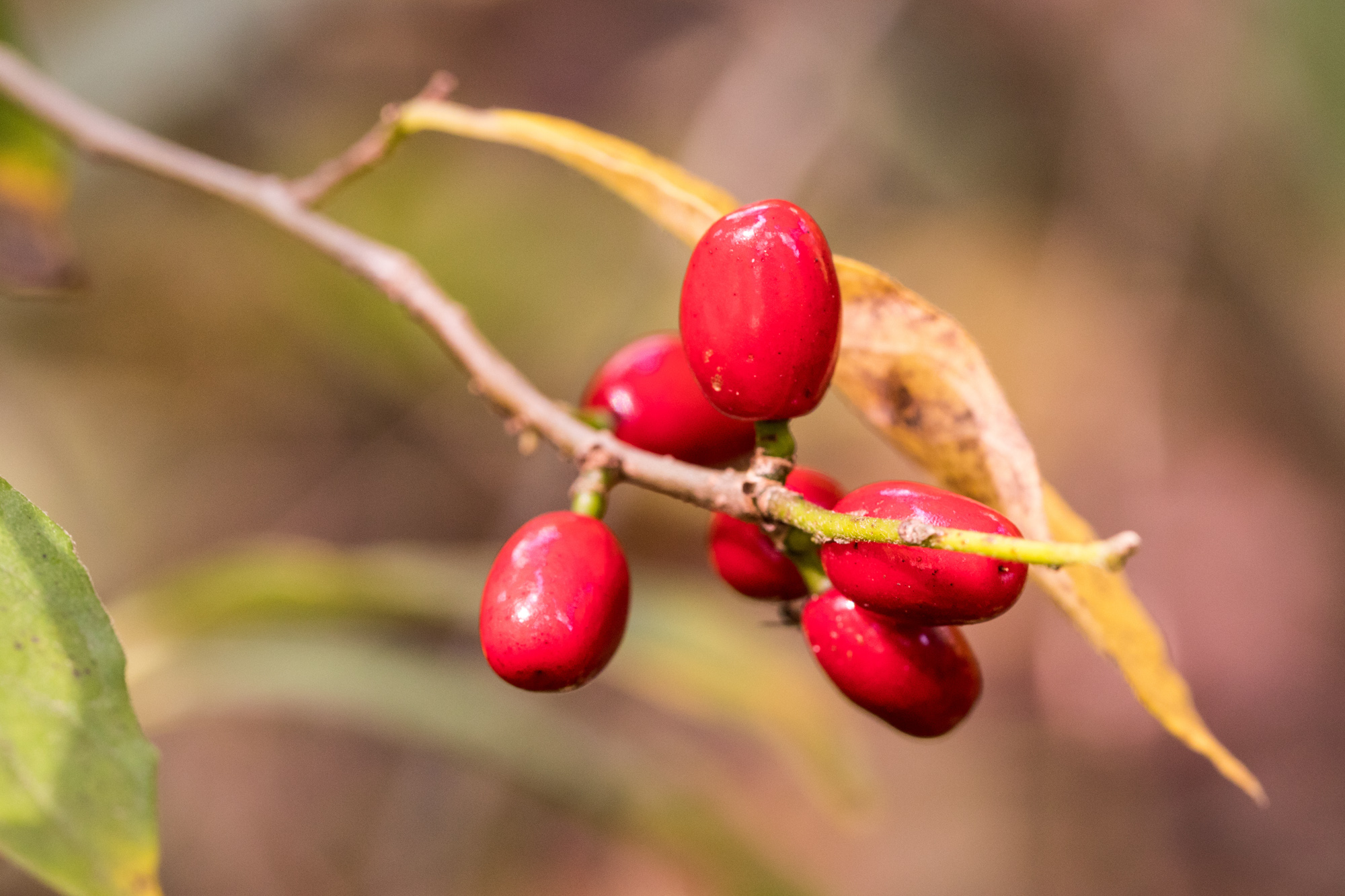spicebush – Woody Plants of Ohio