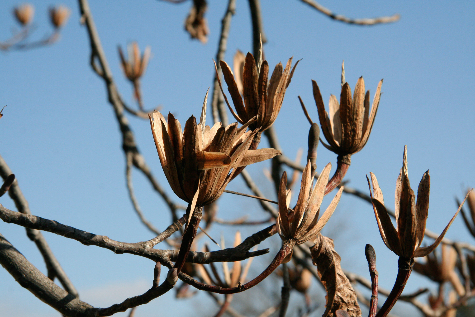 tuliptree – Woody Plants of Ohio