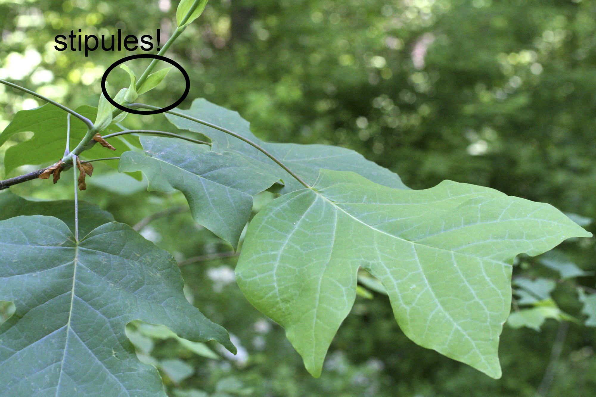 tuliptree – Woody Plants of Ohio