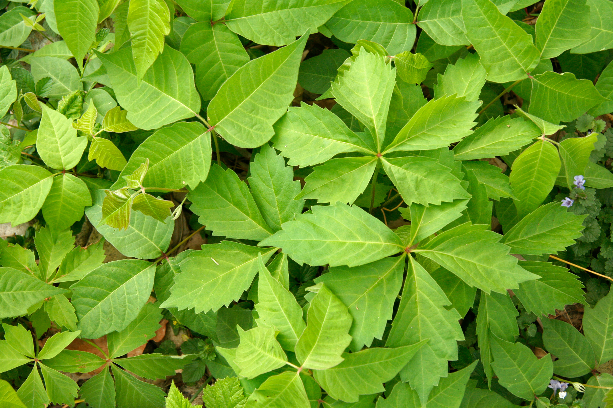 Virginia creeper – Woody Plants of Ohio