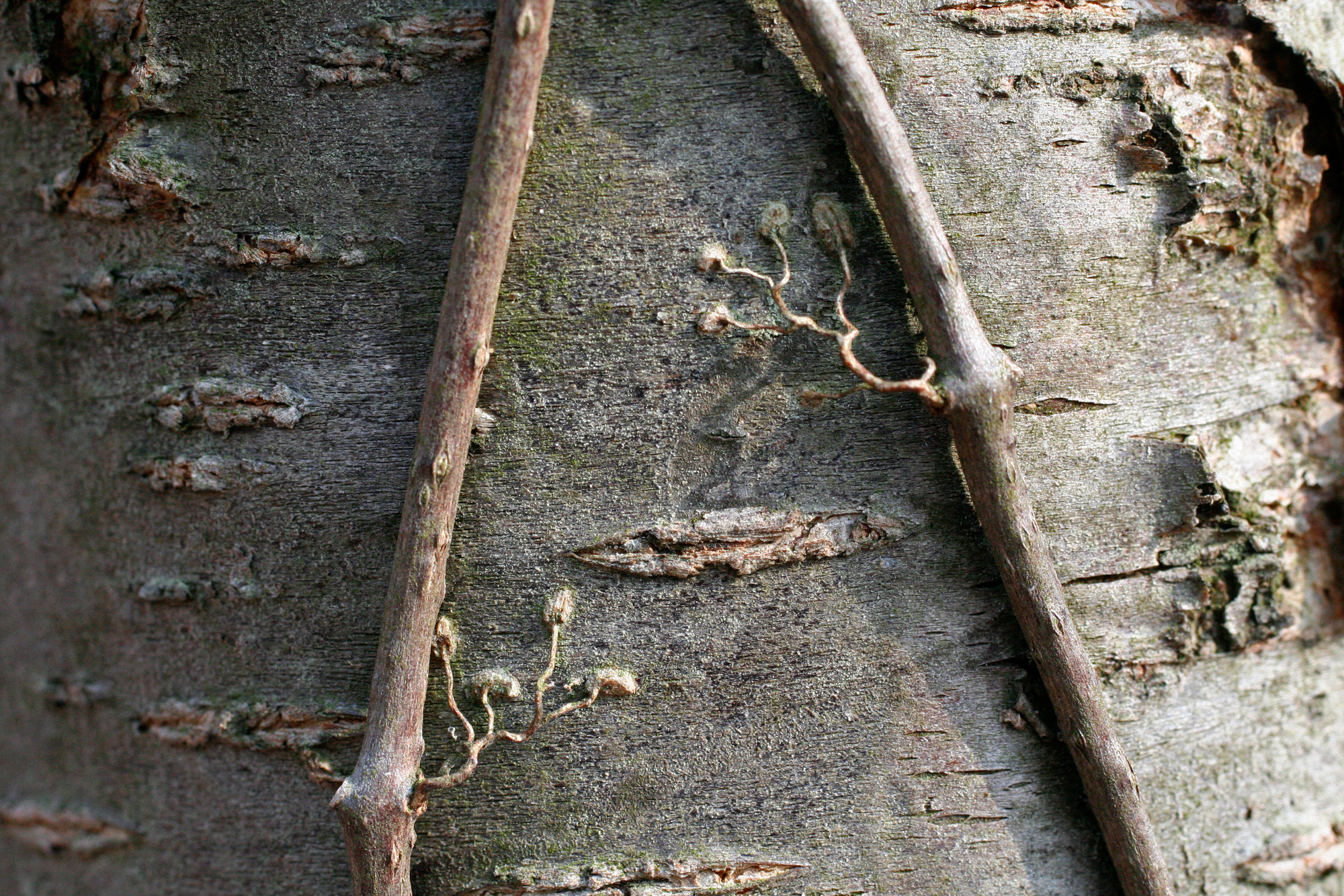 Virginia creeper – Woody Plants of Ohio