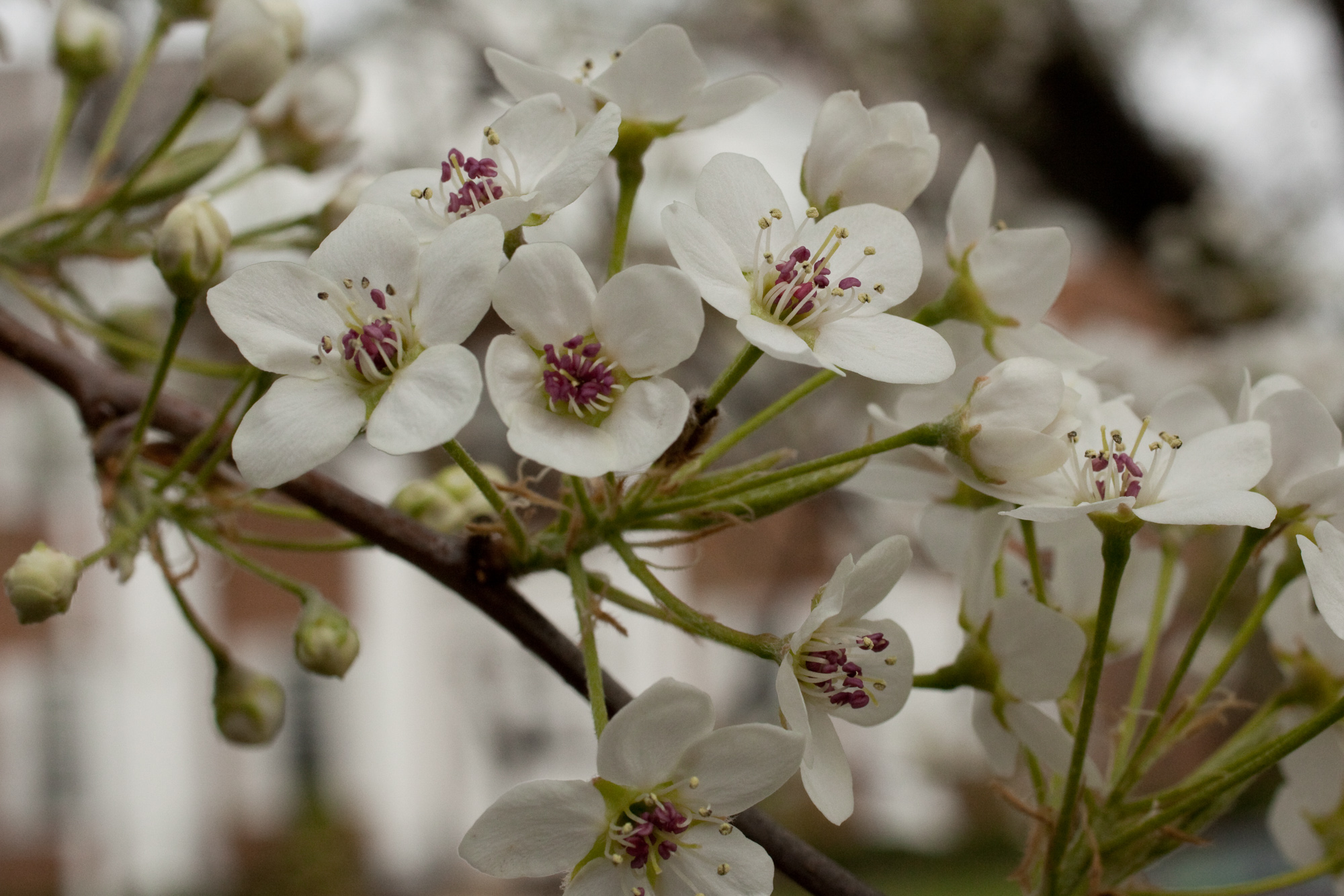 Callery pear – Woody Plants of Ohio