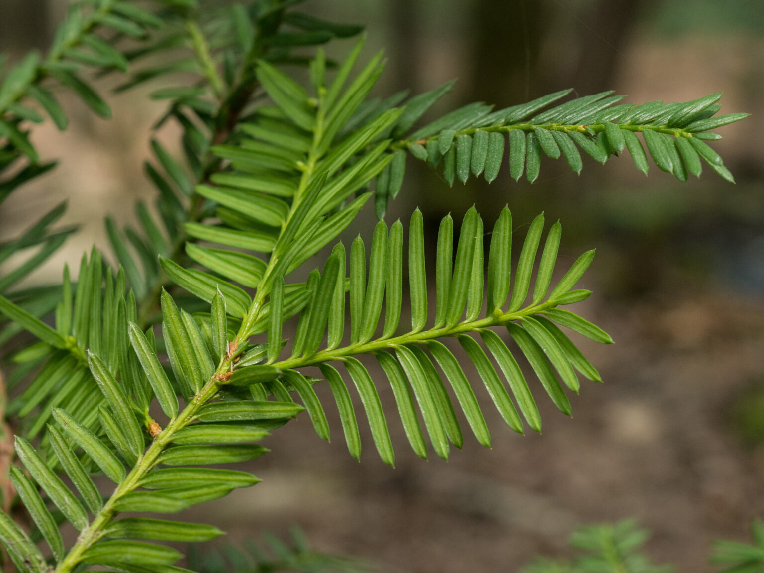 yew – Woody Plants of Ohio