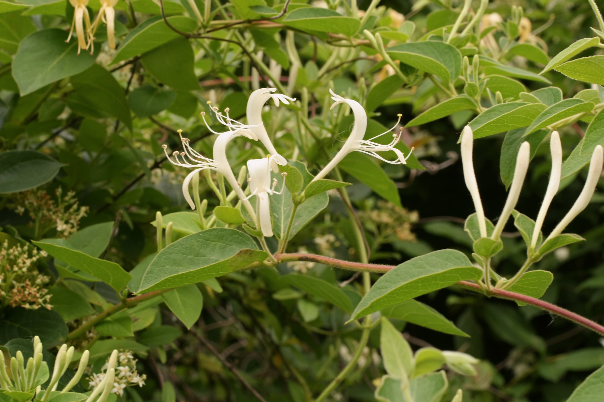 Japanese honeysuckle – Woody Plants of Ohio