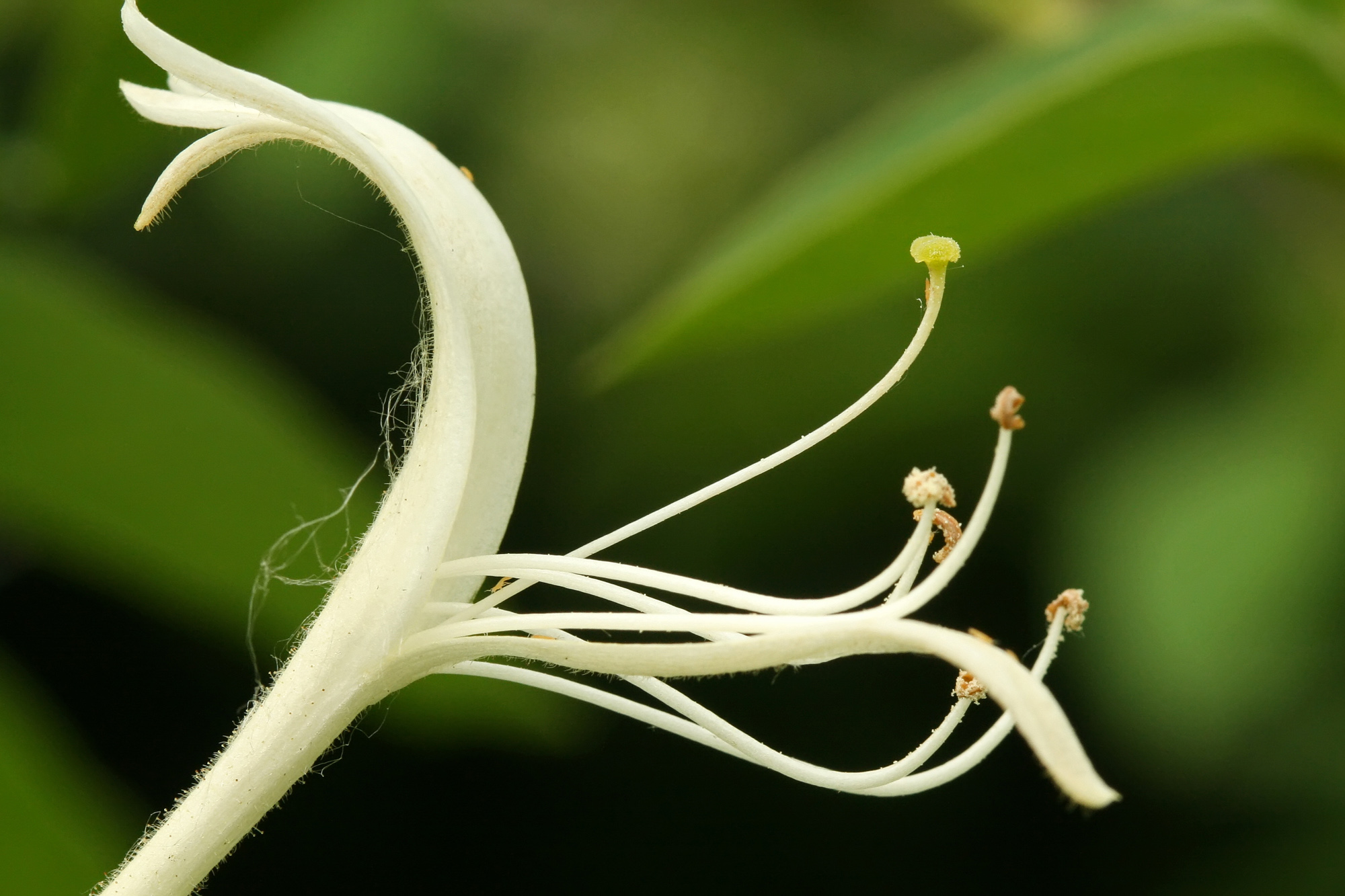 Japanese honeysuckle – Woody Plants of Ohio