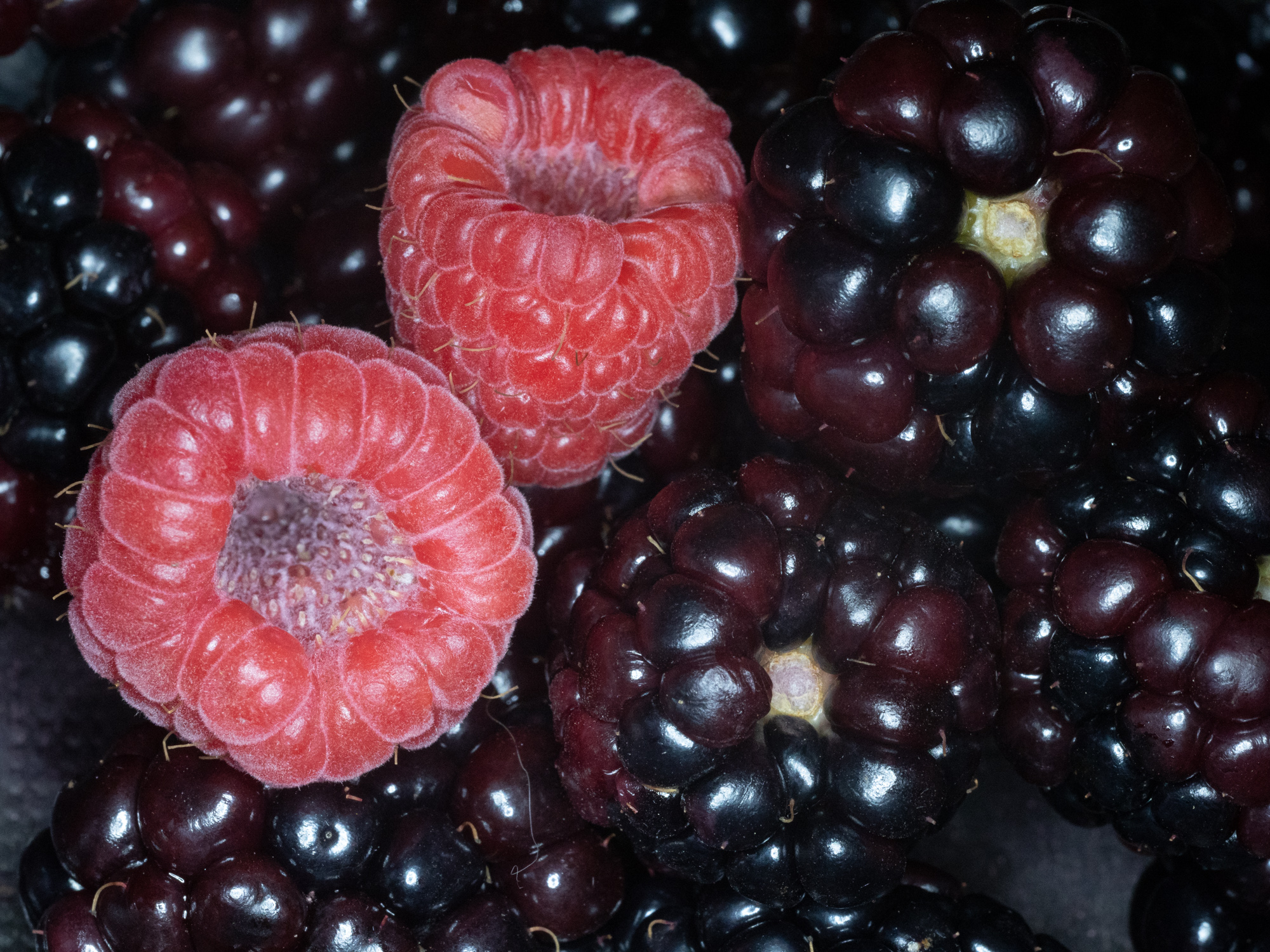 black raspberry – Woody Plants of Ohio