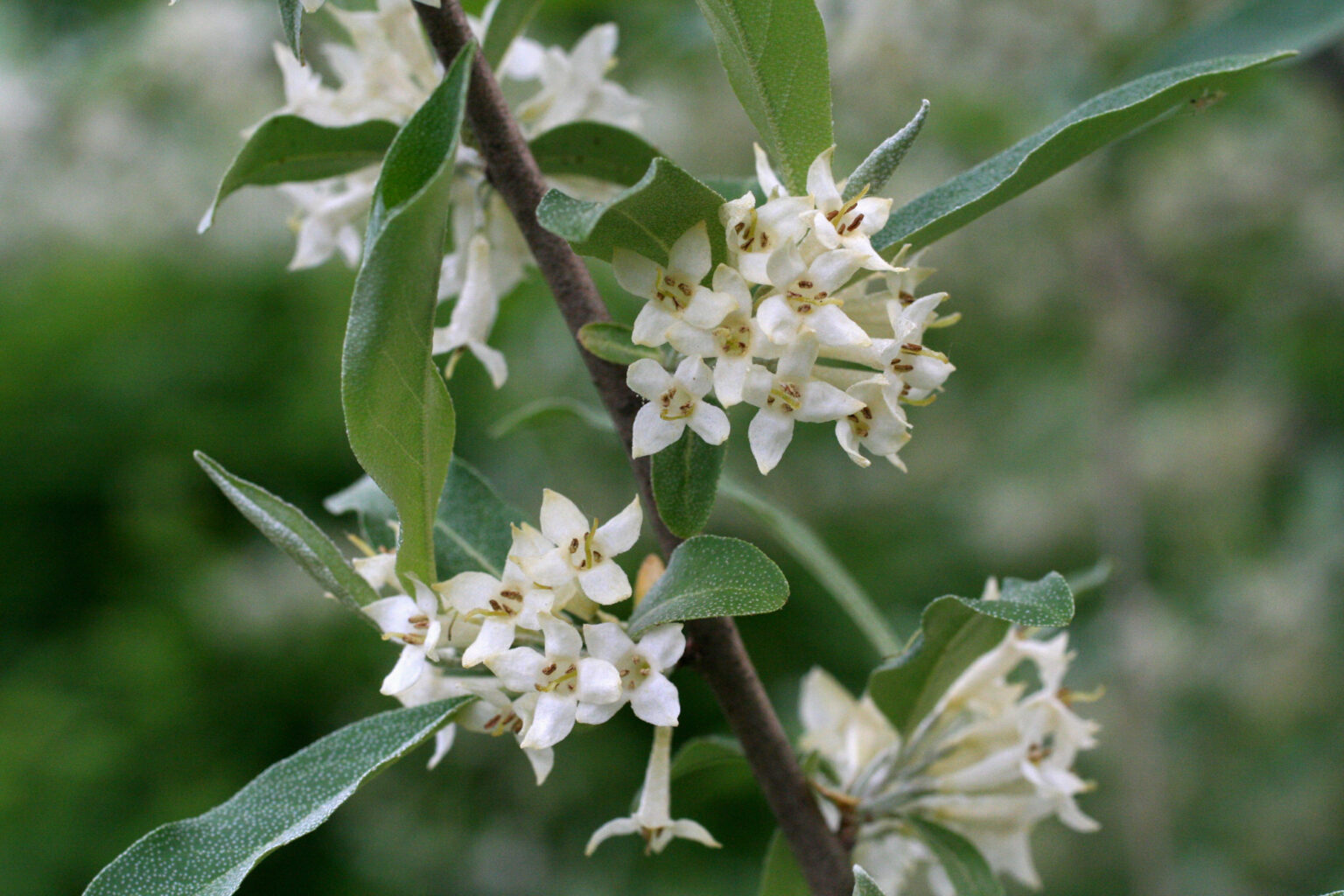 autumn-olive – Woody Plants of Ohio