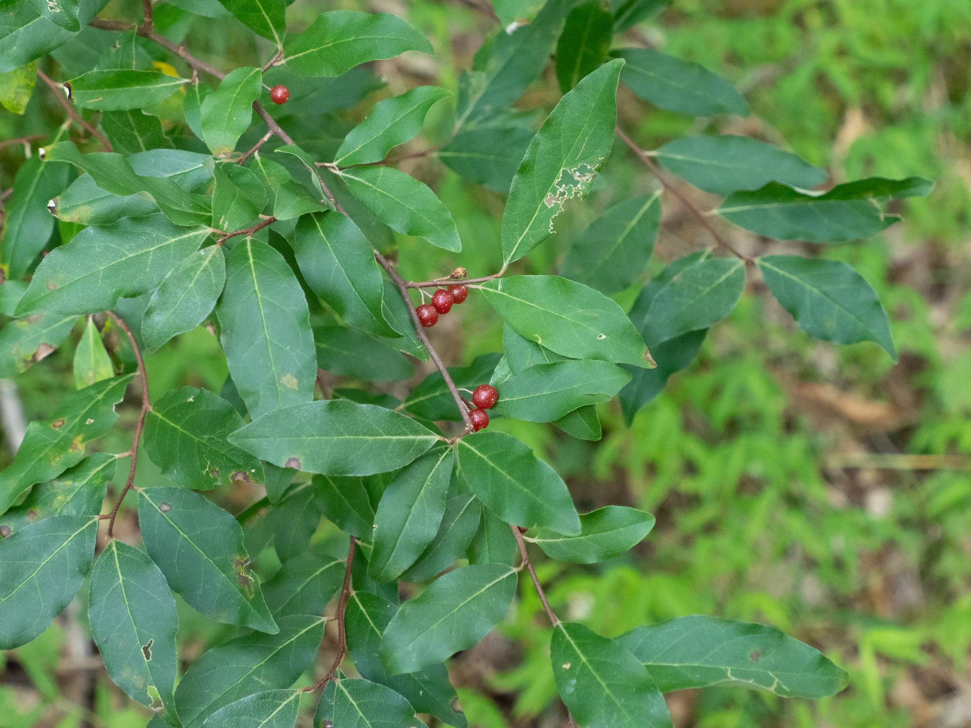 autumn-olive – Woody Plants of Ohio