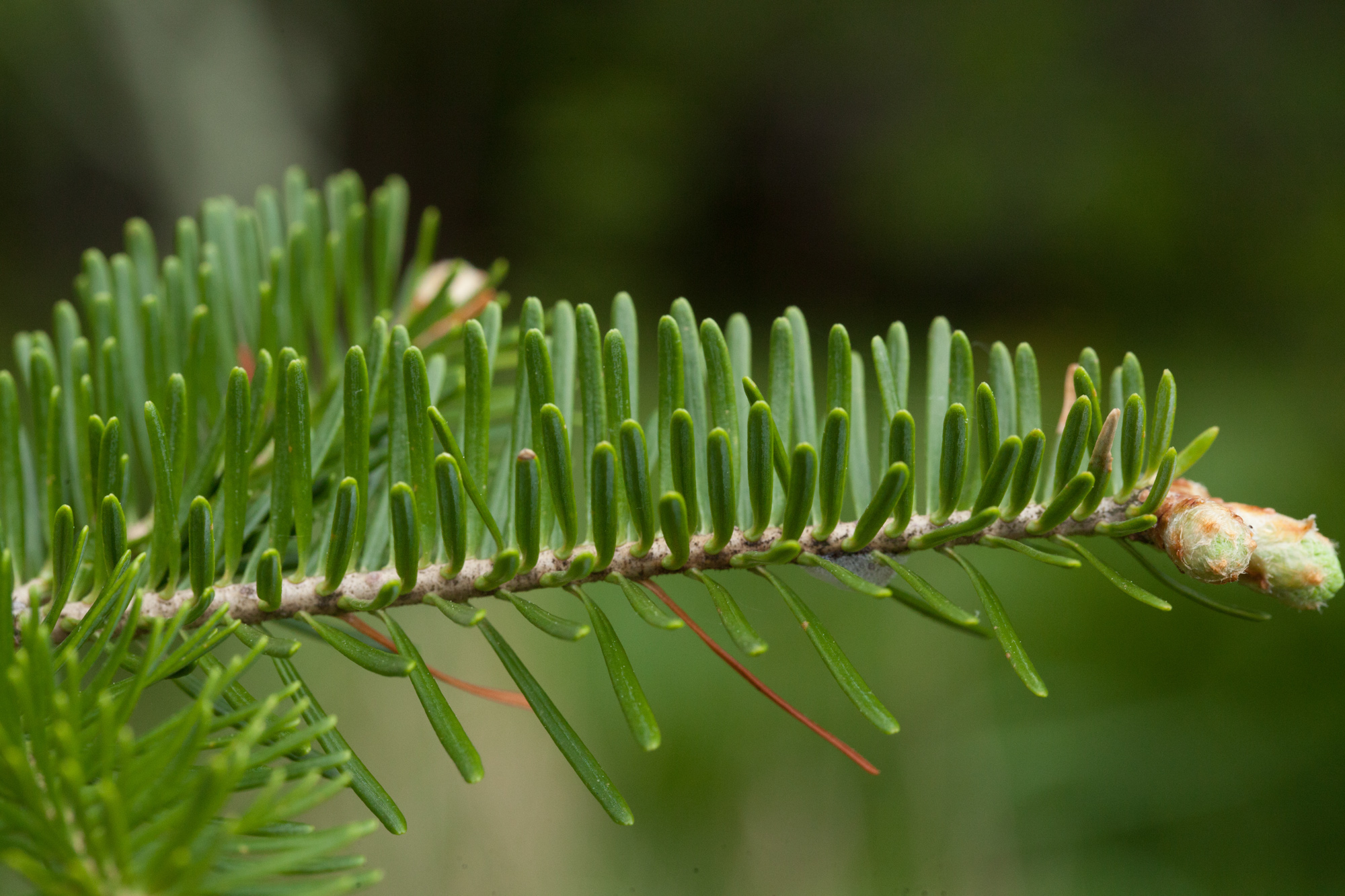fir – Woody Plants of Ohio