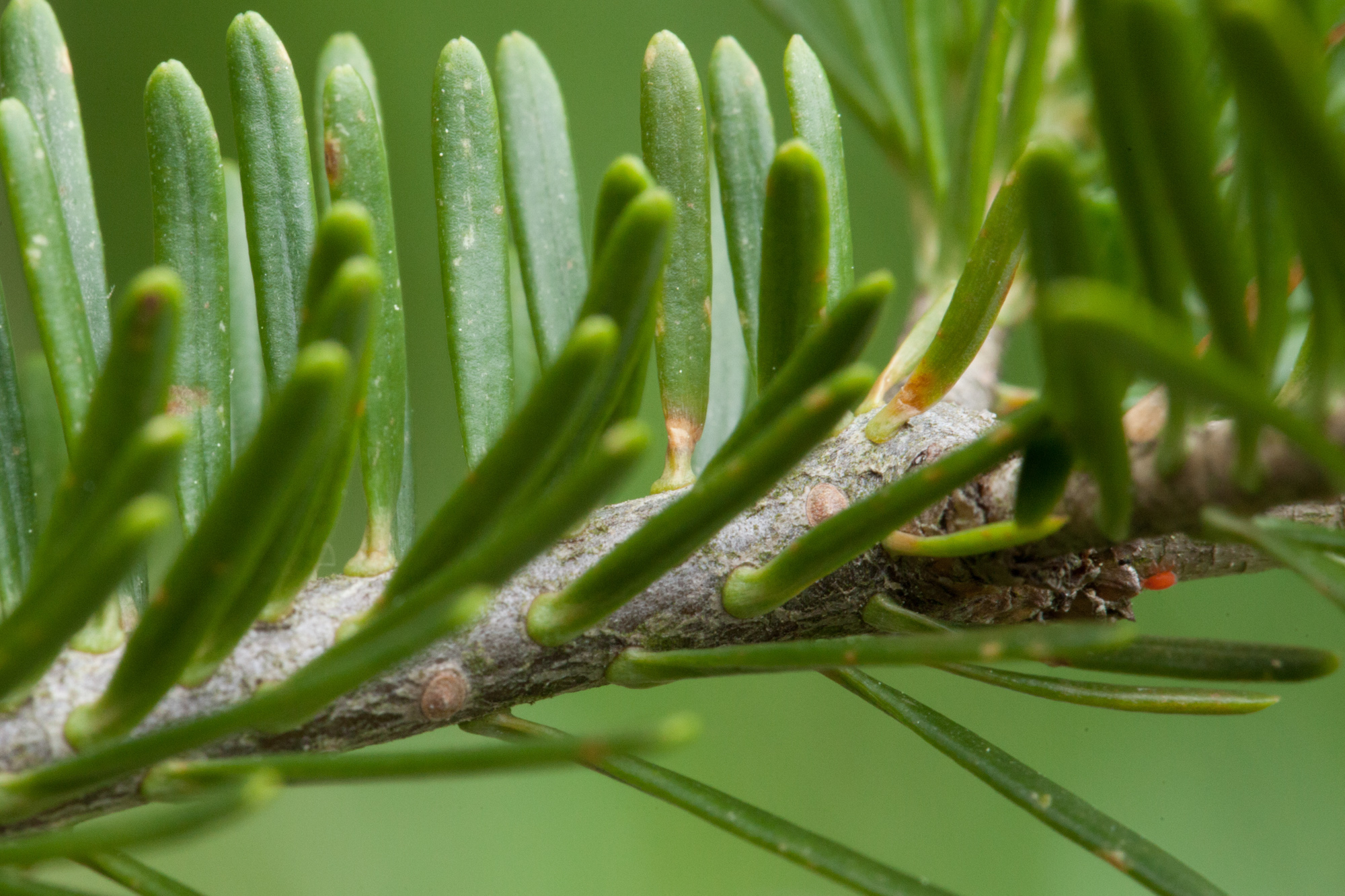 fir – Woody Plants of Ohio