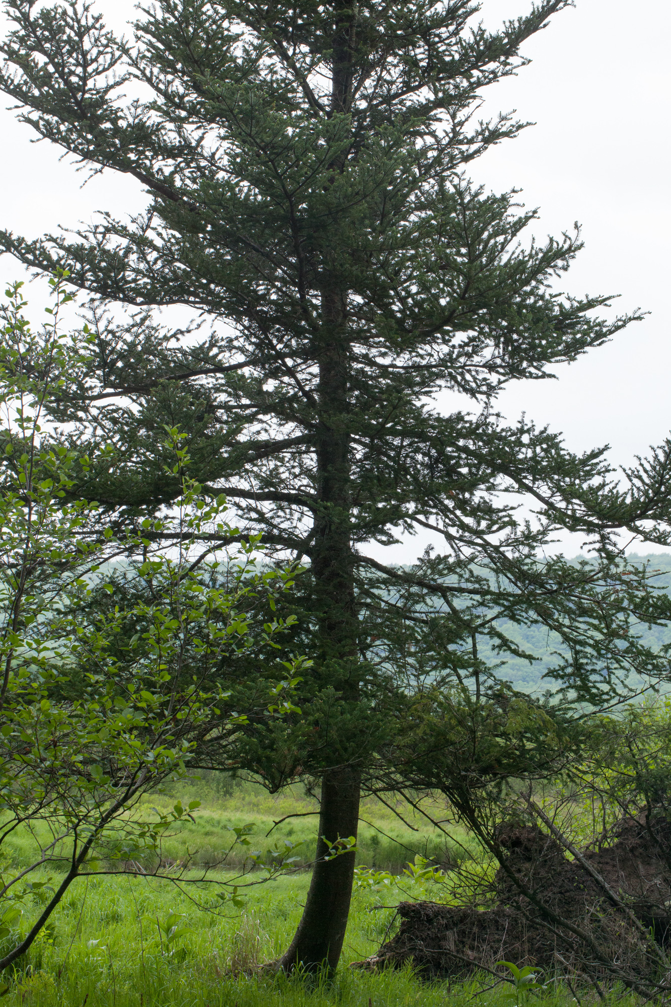 fir – Woody Plants of Ohio
