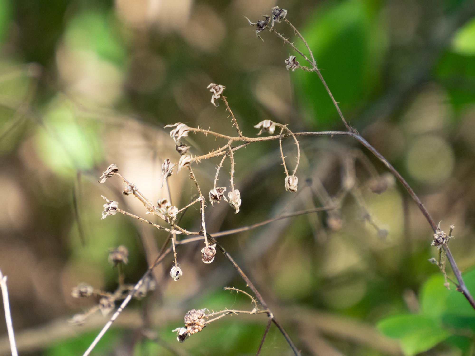 black raspberry – Woody Plants of Ohio