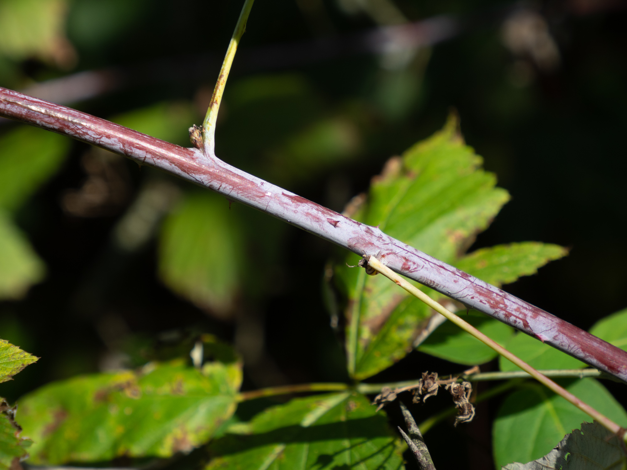 black raspberry – Woody Plants of Ohio