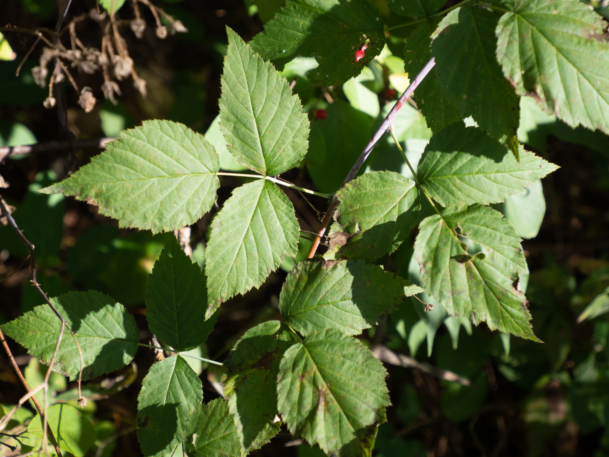 black raspberry – Woody Plants of Ohio