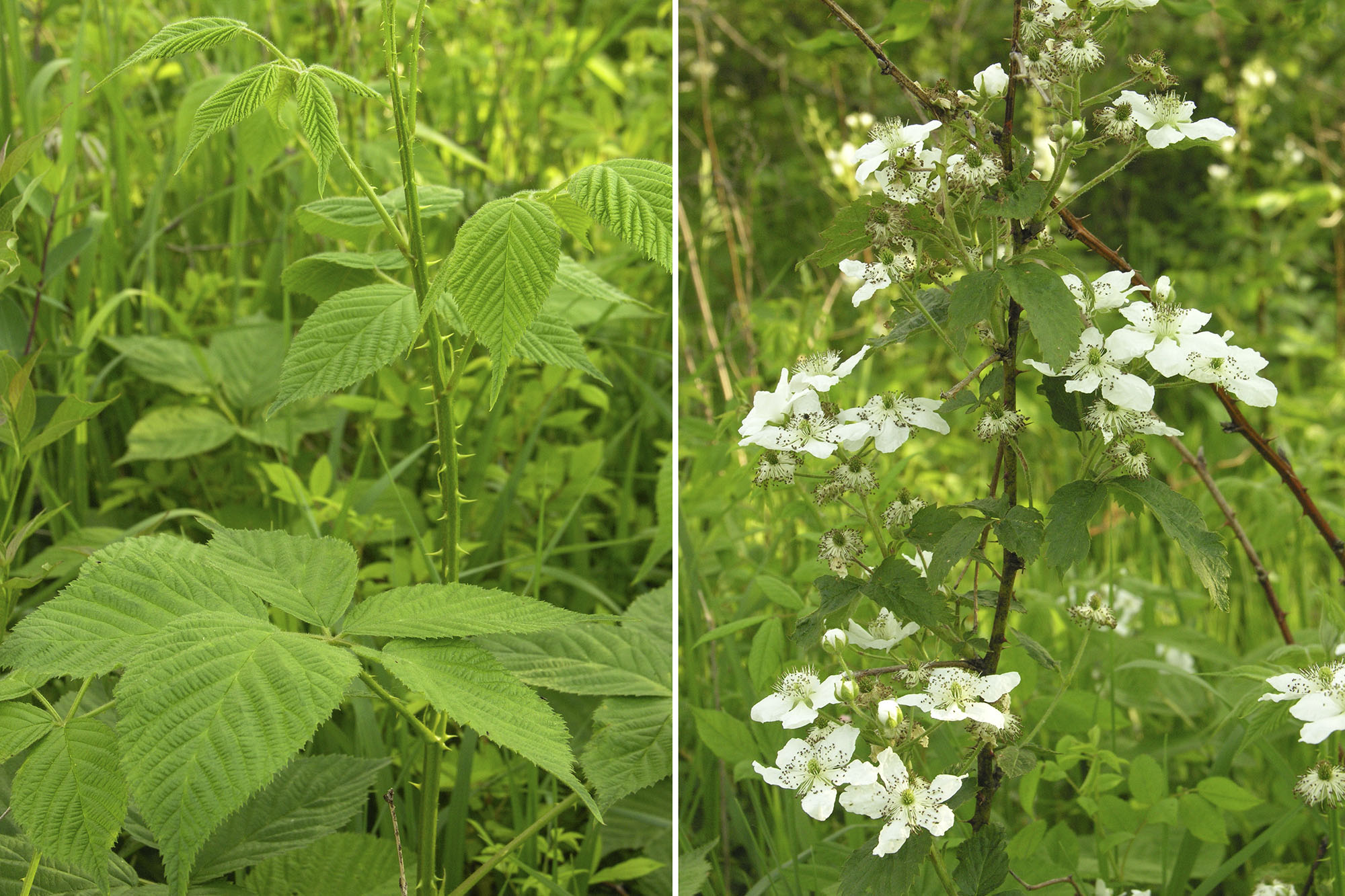 black raspberry – Woody Plants of Ohio