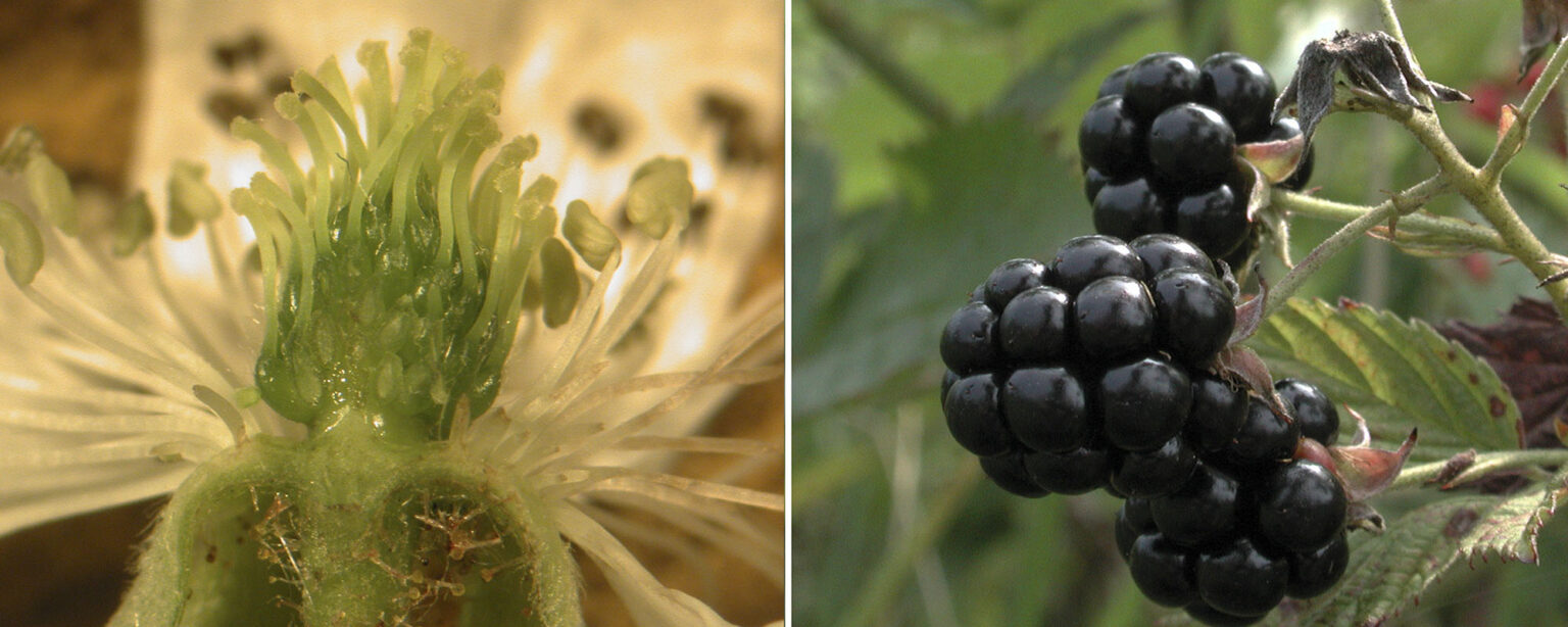 black raspberry – Woody Plants of Ohio