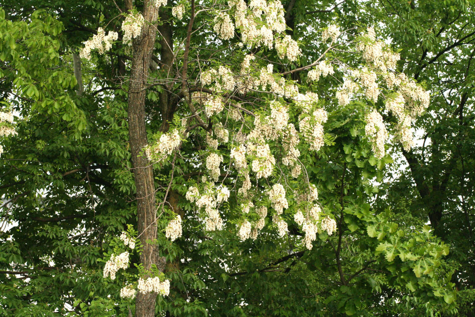 black locust – Woody Plants of Ohio