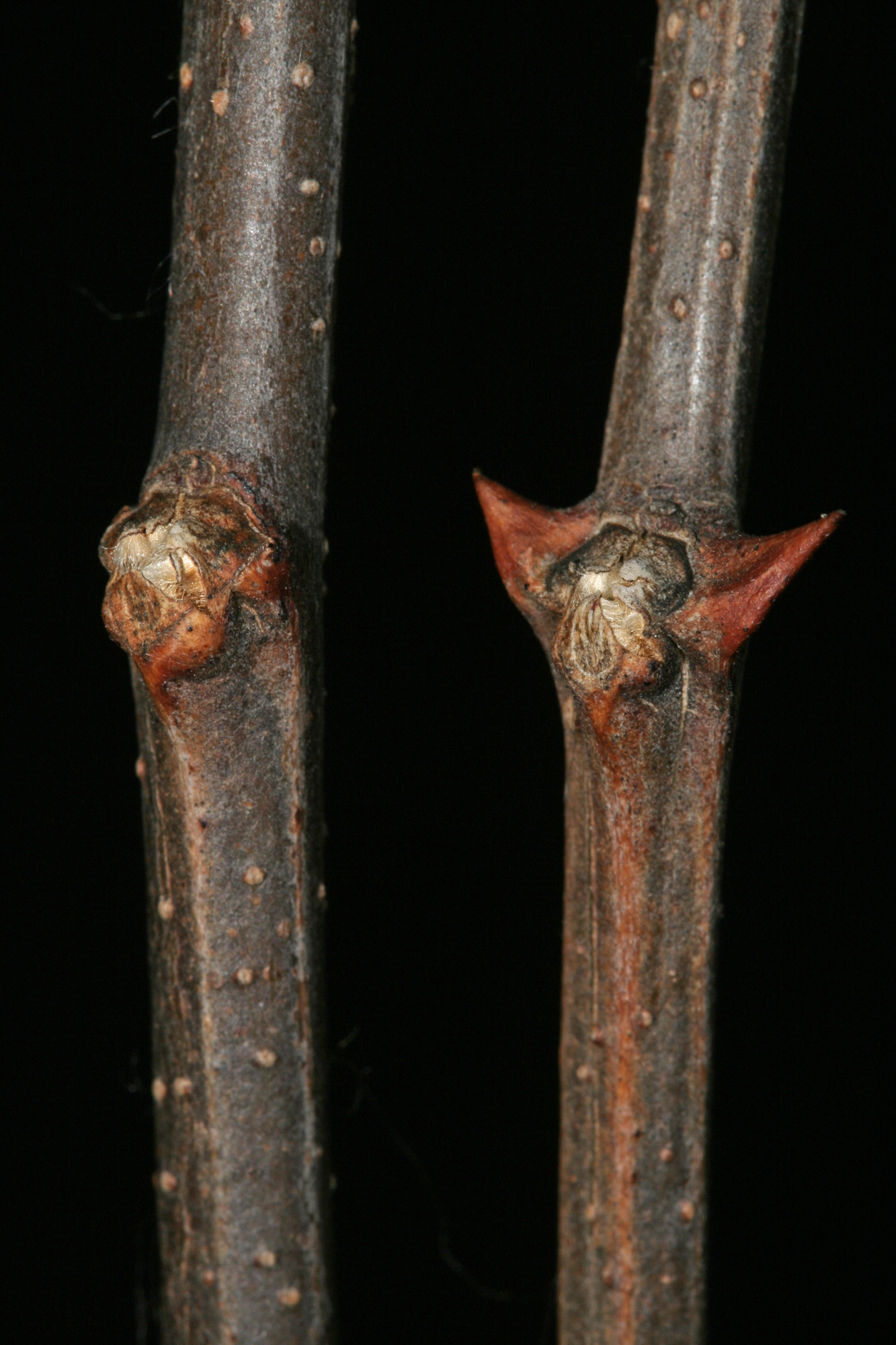 black locust – Woody Plants of Ohio