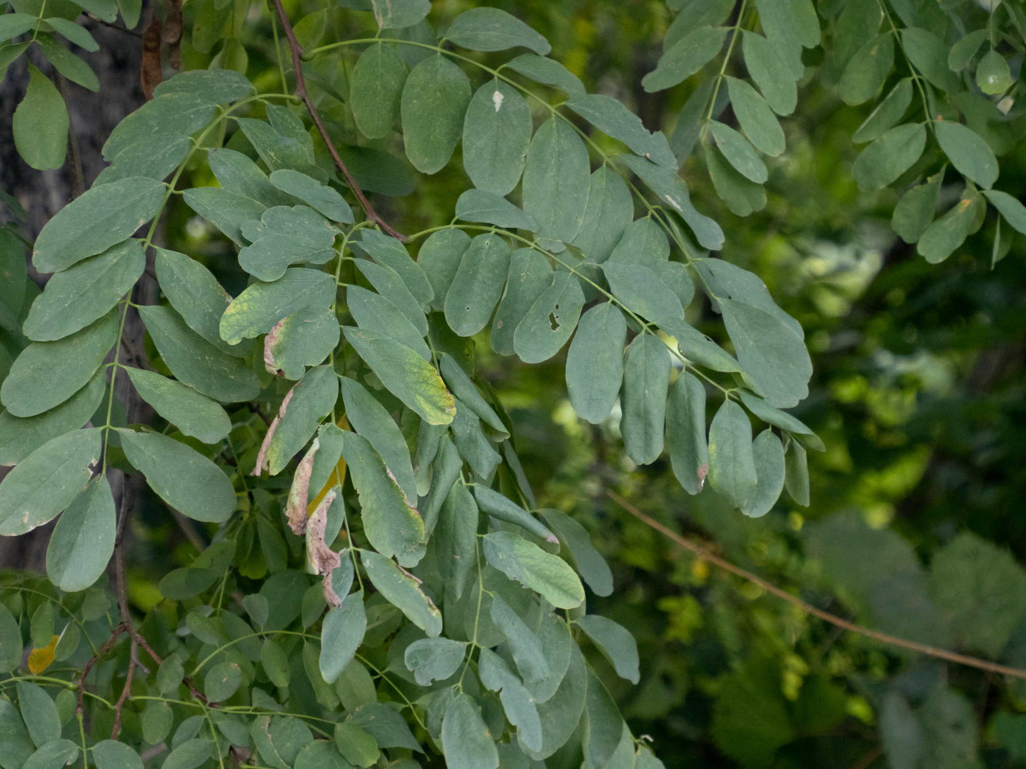 black locust – Woody Plants of Ohio