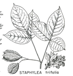 American bladdernut – Woody Plants of Ohio