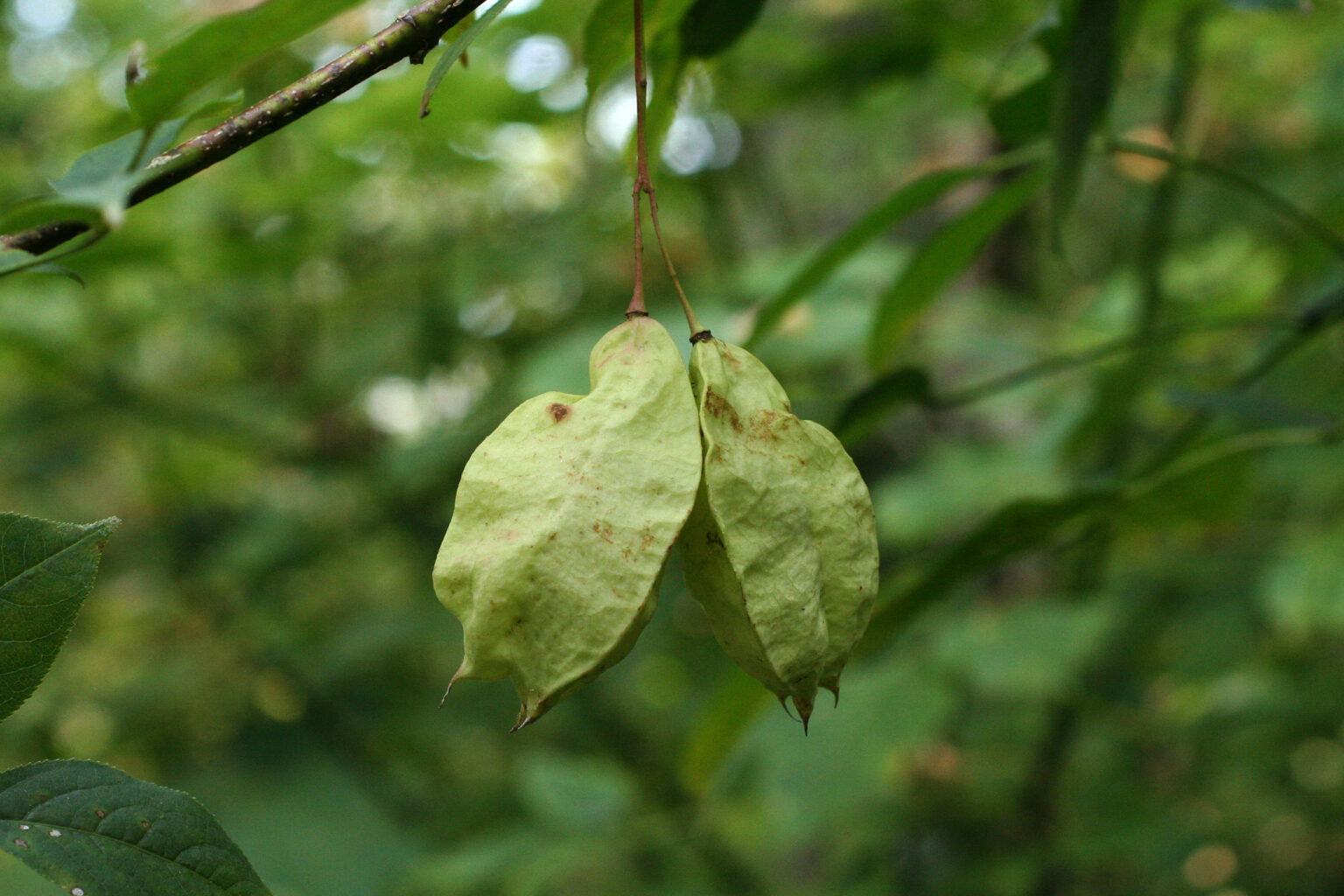 American bladdernut – Woody Plants of Ohio