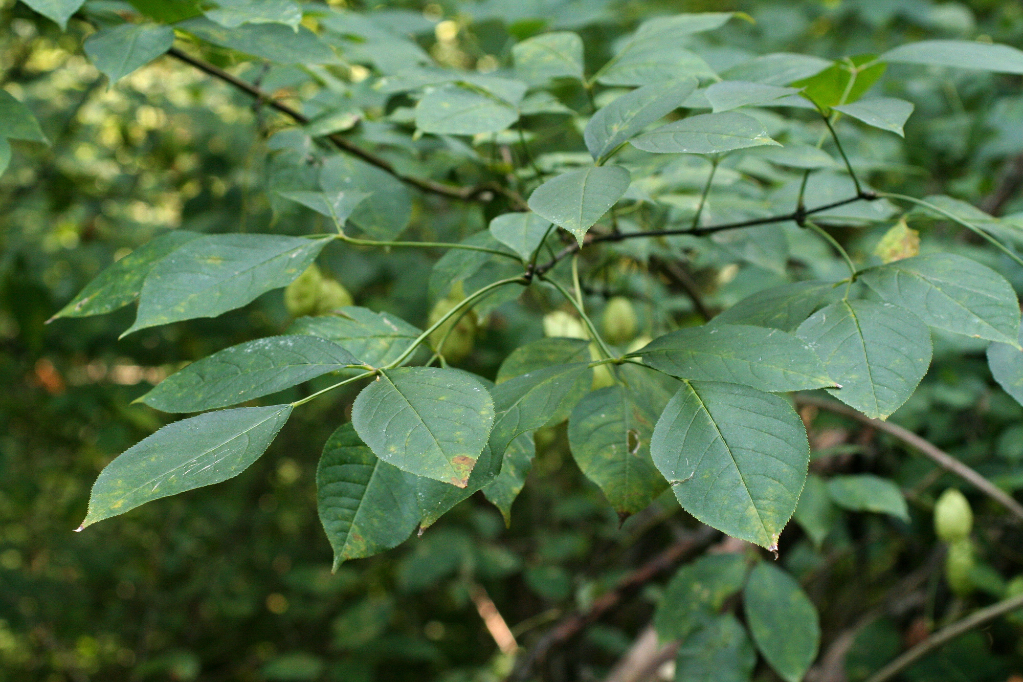 American bladdernut – Woody Plants of Ohio