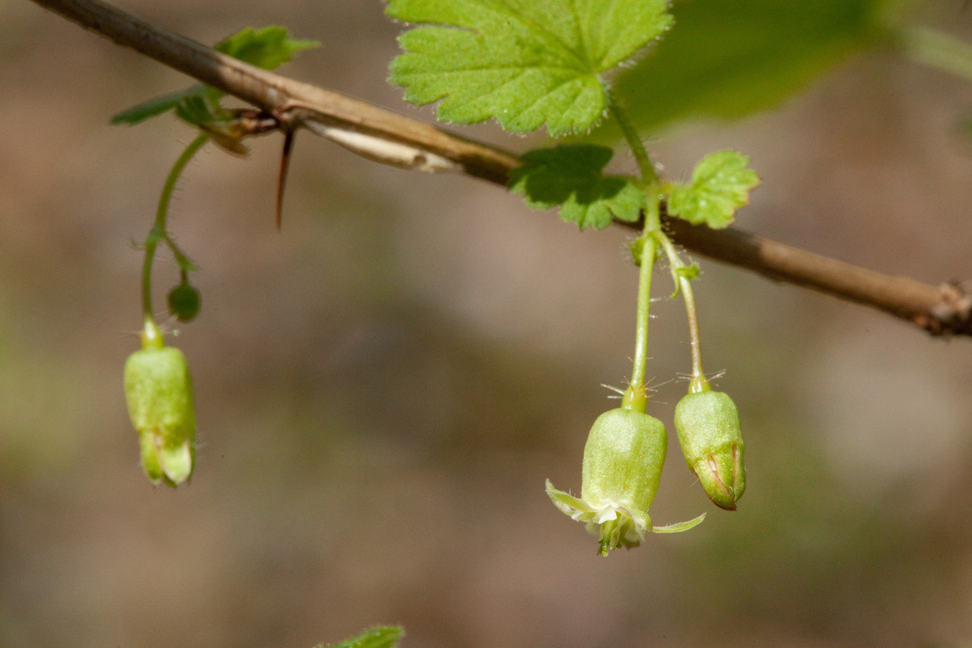 eastern prickly gooseberry – Woody Plants of Ohio