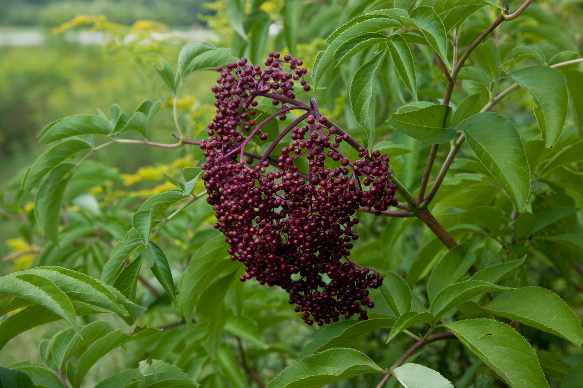 common elderberry – Woody Plants of Ohio