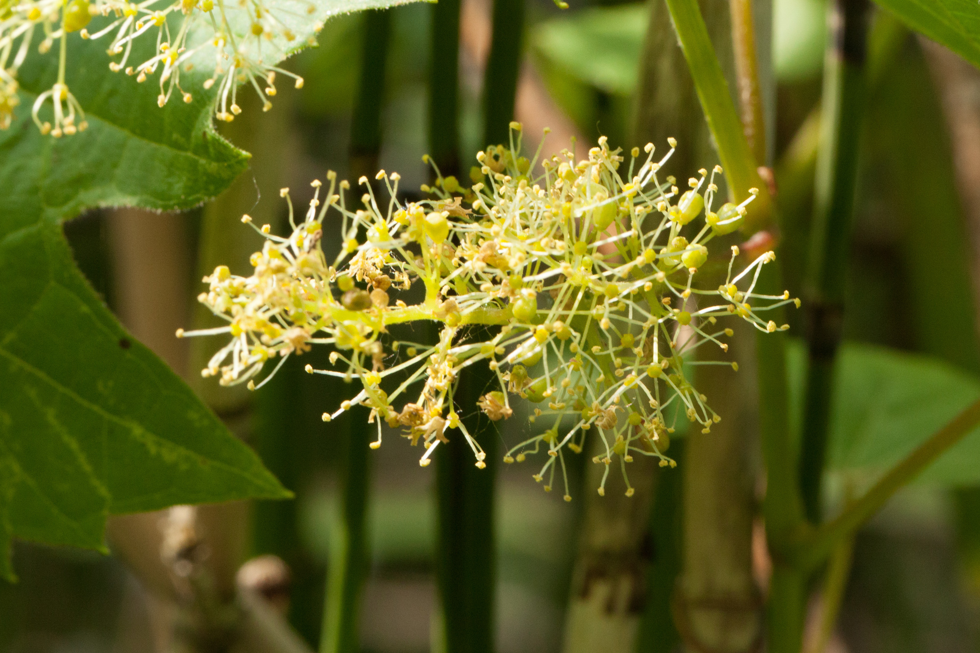 grape spp. – Woody Plants of Ohio