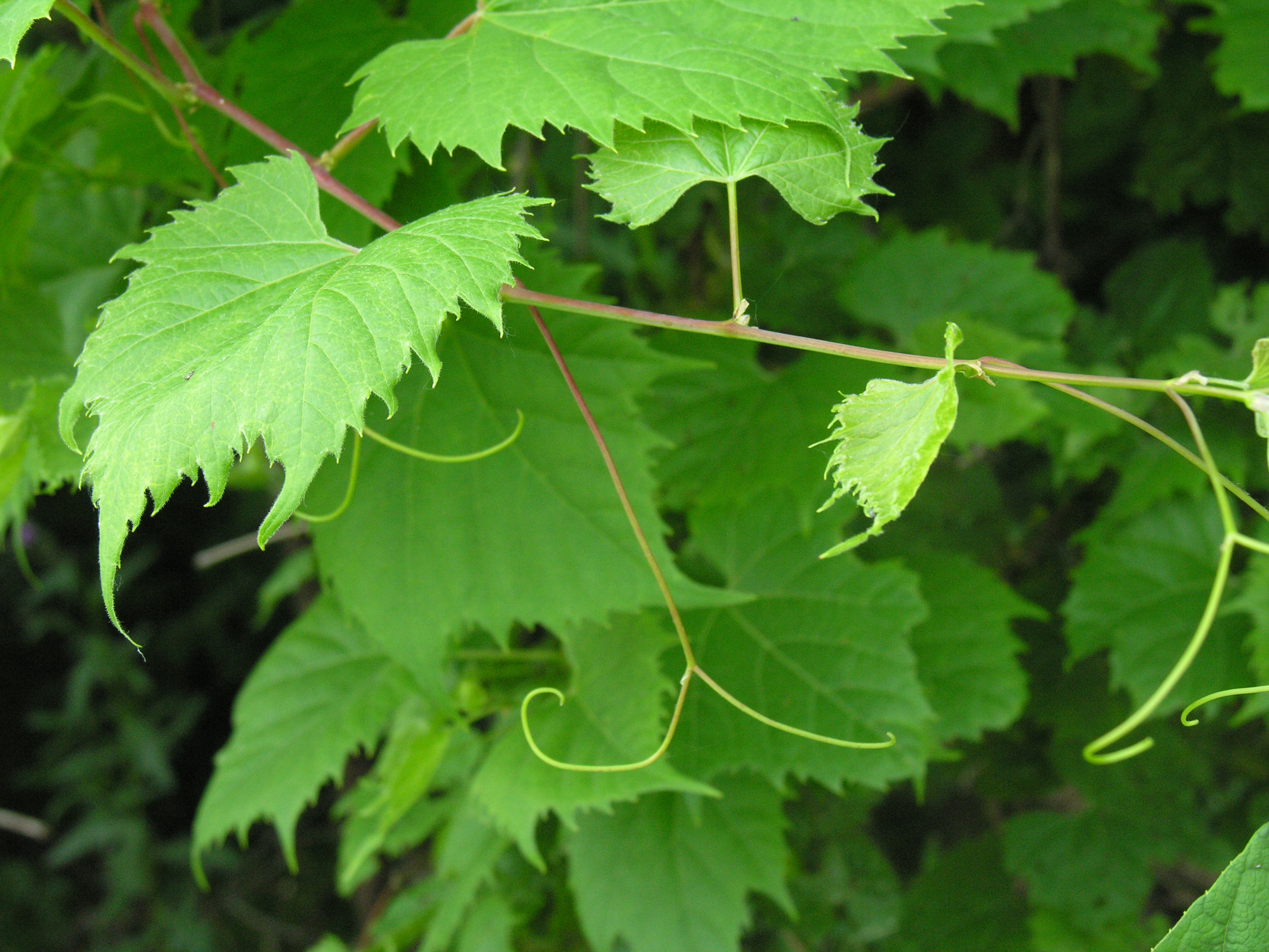 grape spp. – Woody Plants of Ohio