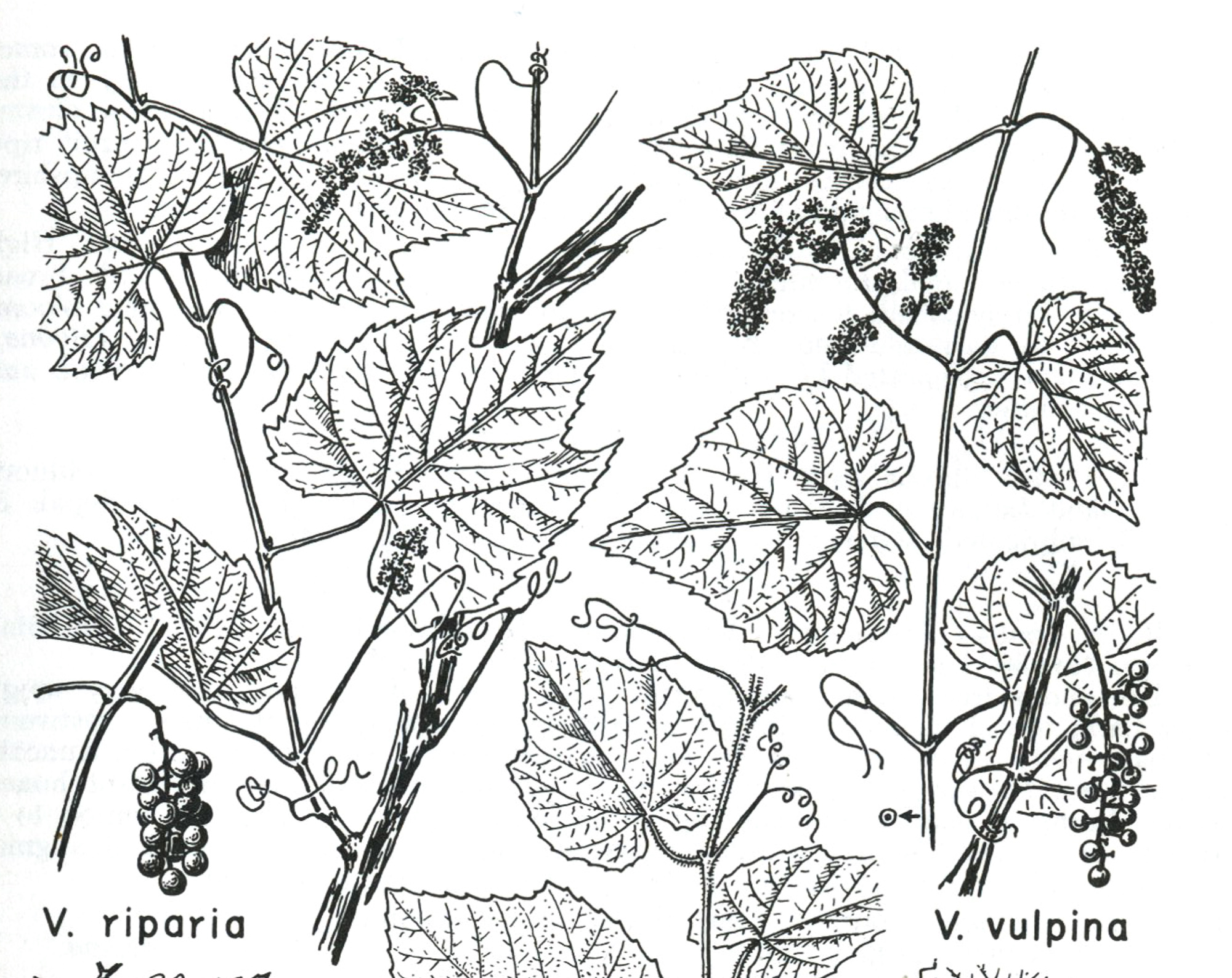 grape spp. – Woody Plants of Ohio